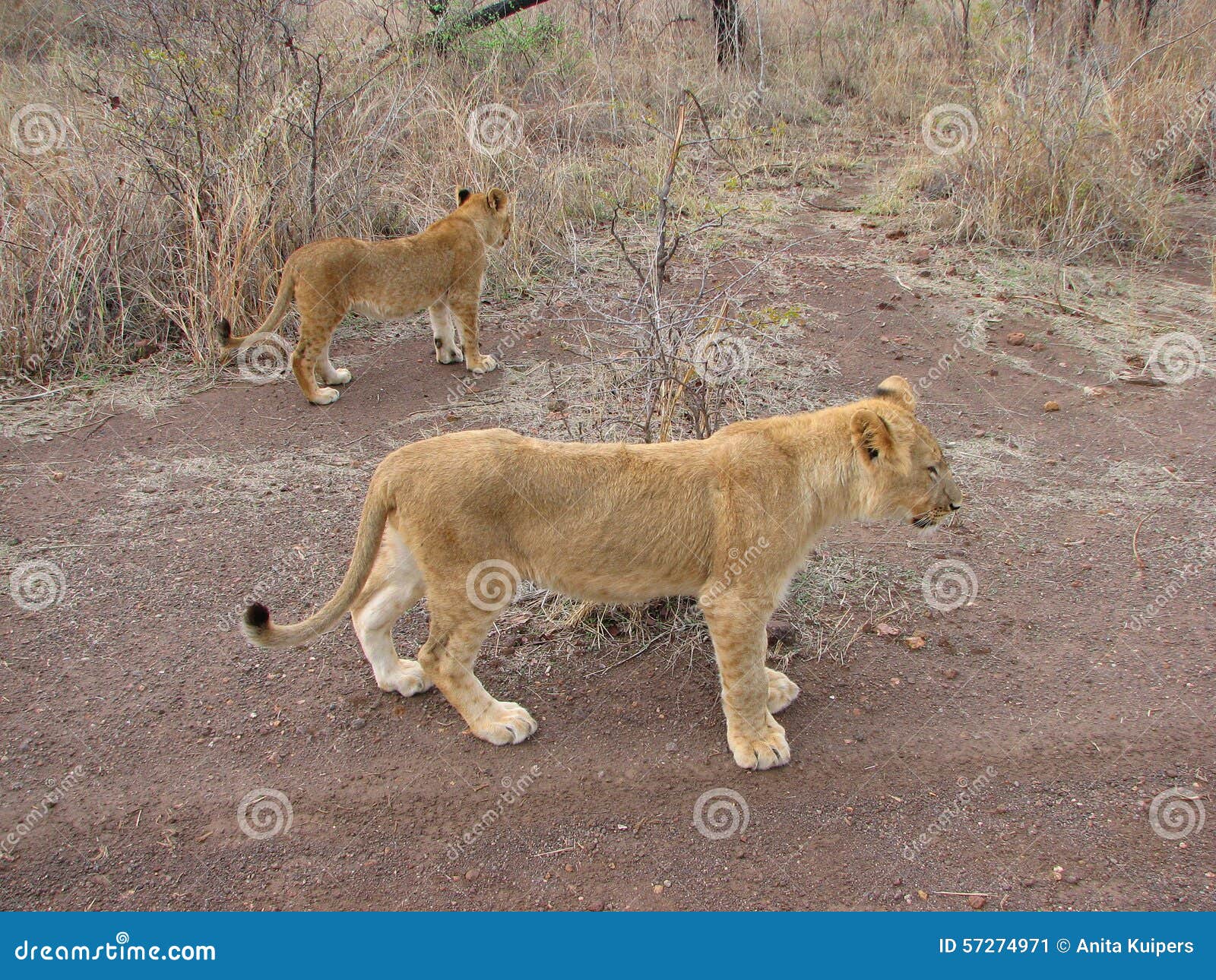 Young lions stock image. Image of lion, wildpark, africa - 57274971