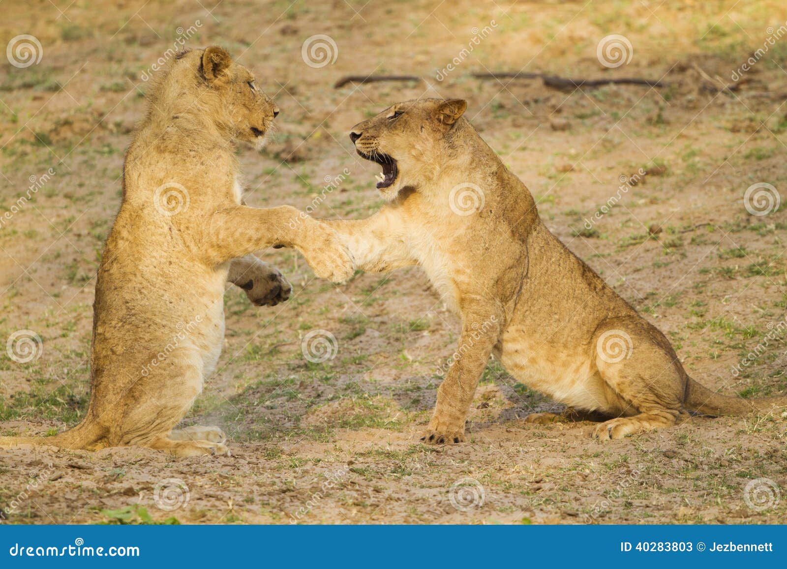 Young Lions playing stock image. Image of season, fight - 40283803