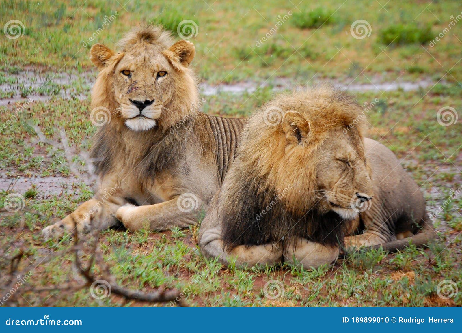 Young Lions Resting in the Rain Stock Photo - Image of massive, natural ...