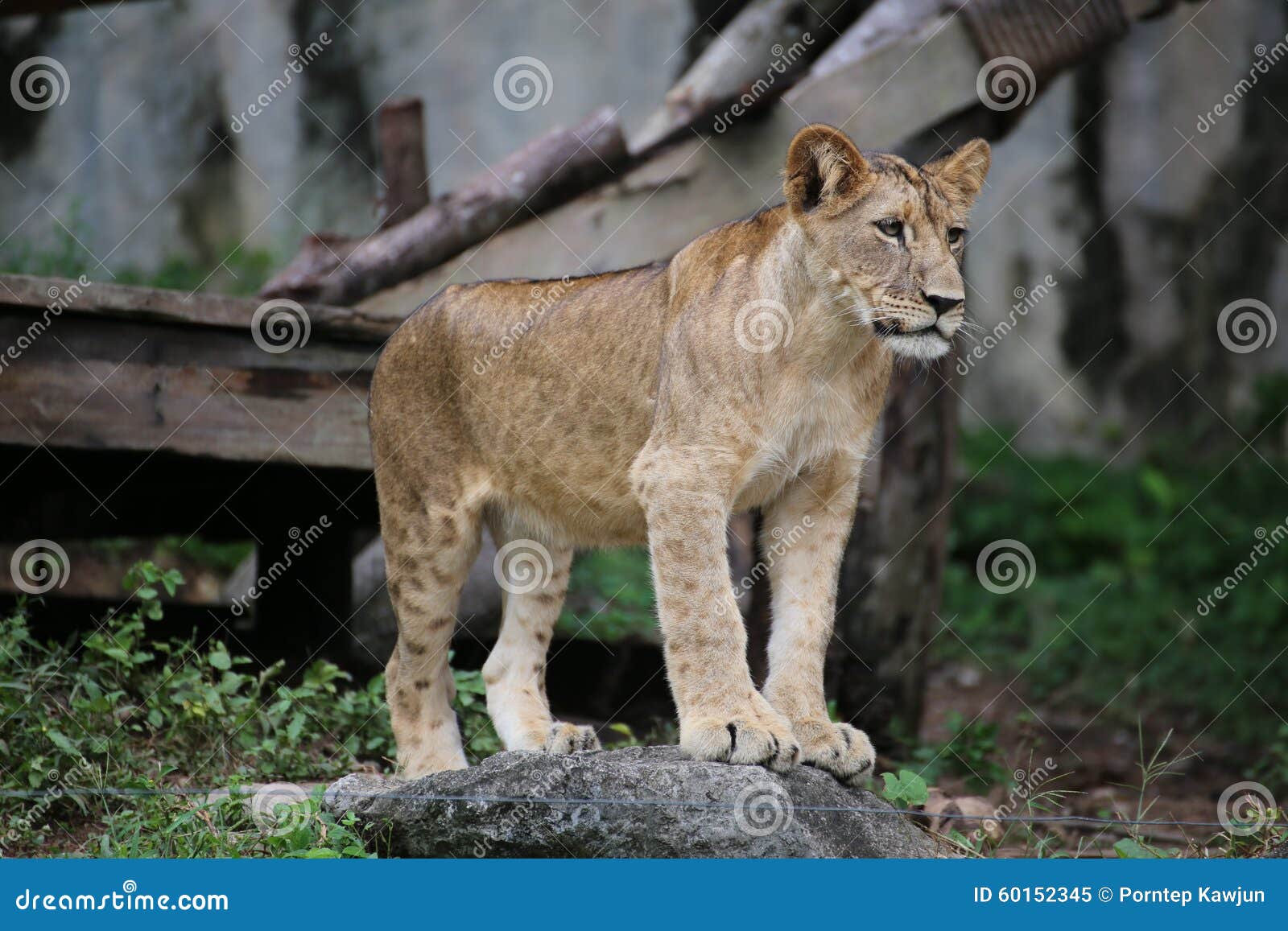 The young Lions stock image. Image of lion, background - 60152345