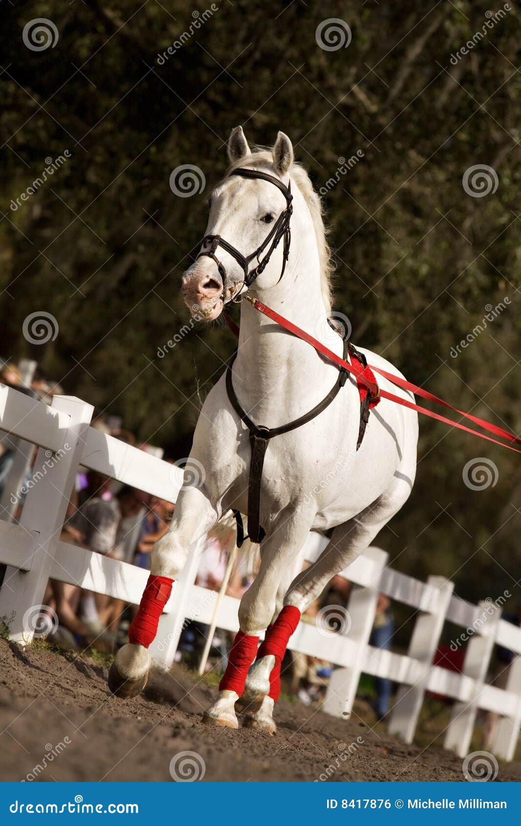 Young Lipizzan stock photo. Image of young, hooves, audience - 8417876