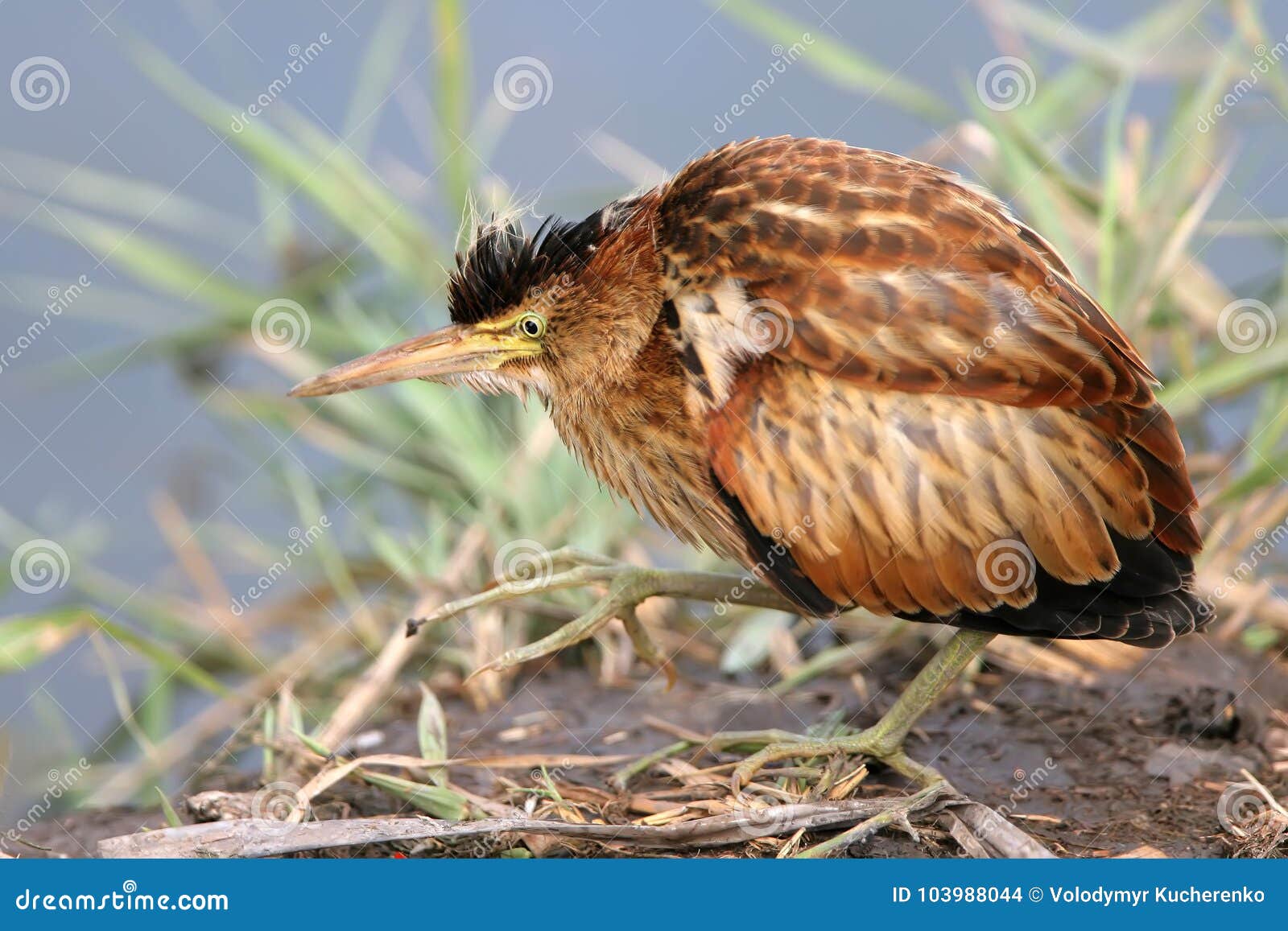 A Young Little Bittern in Funny Position Walking Stock Photo - Image of ...