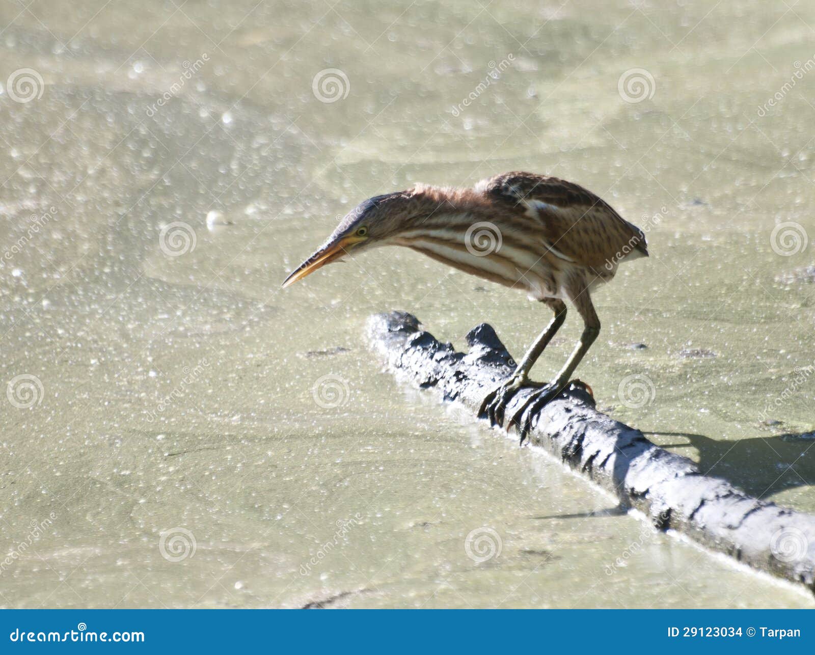 Young Little Bittern Sitting on a Branch and Hunting in Shallow Stock ...