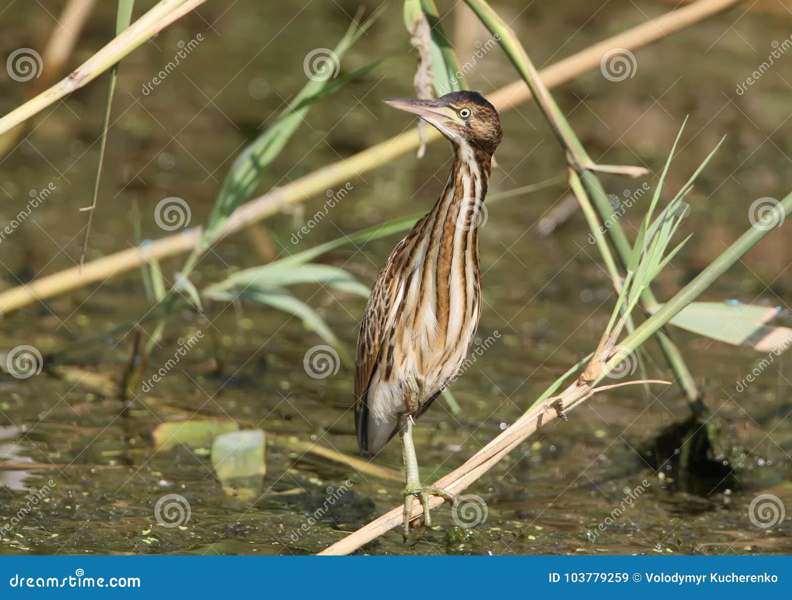 Young Little Bittern Stand on the Reed in Funny Pose. Stock Image ...