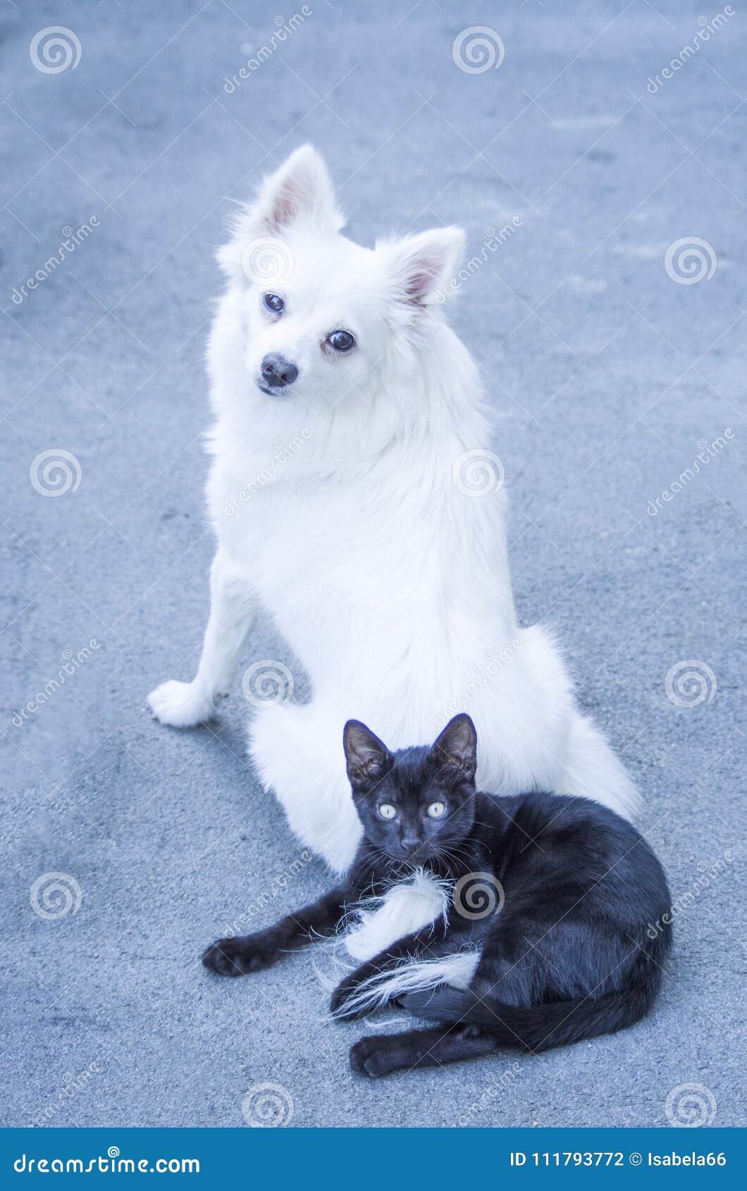 Young Little Black Cat and White German Spitz Stock Photo - Image of ...