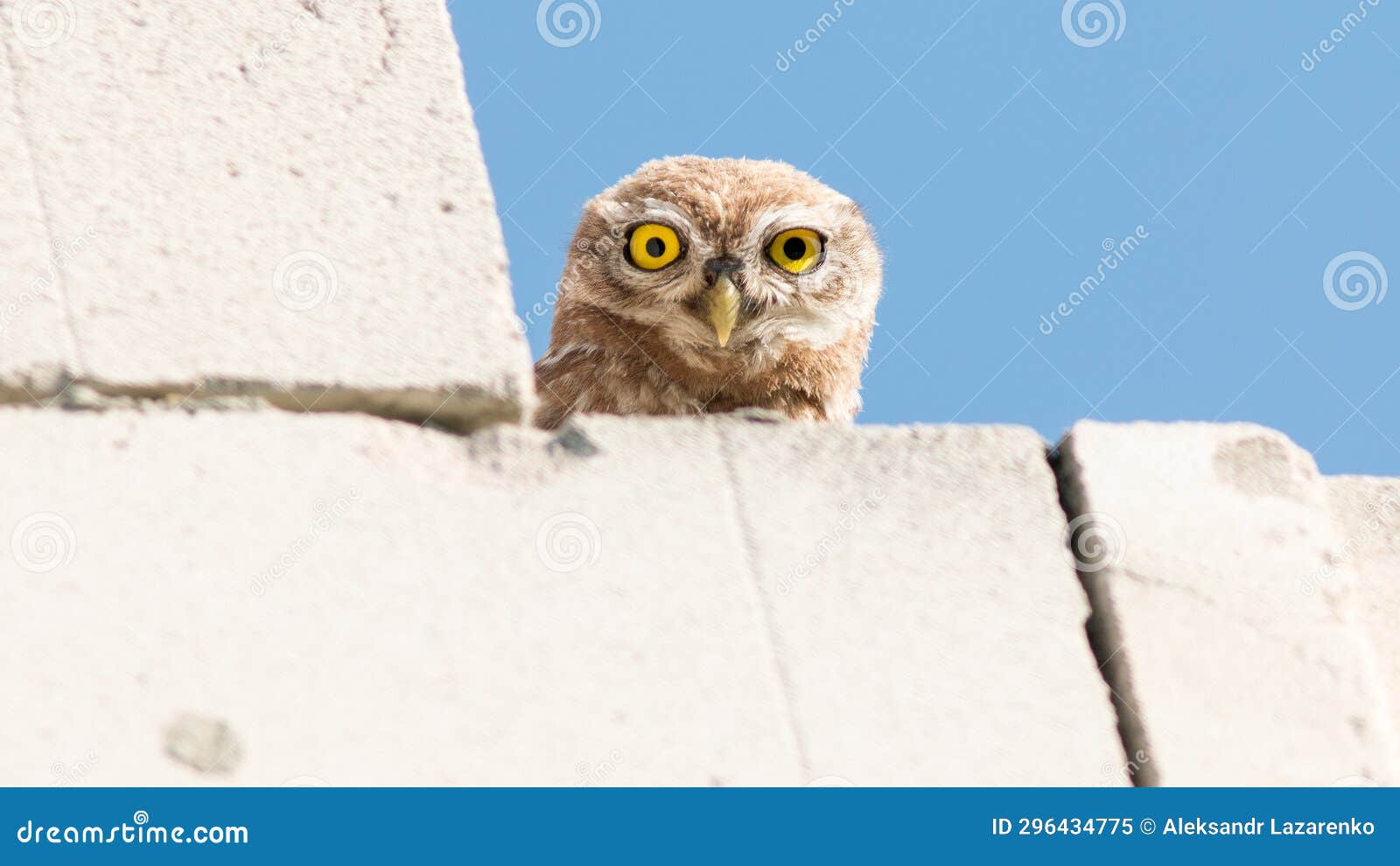 Young Little Owl Looking Down at the Camera Stock Image - Image of ...