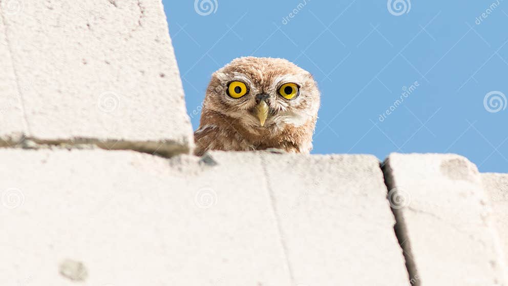 Young Little Owl Looking Down at the Camera Stock Image - Image of ...