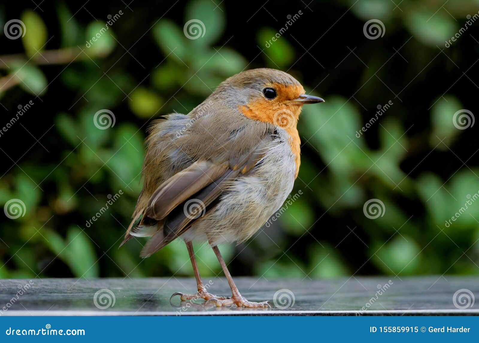 Young Little Robin Perching Stock Image - Image of baby, orange: 155859915