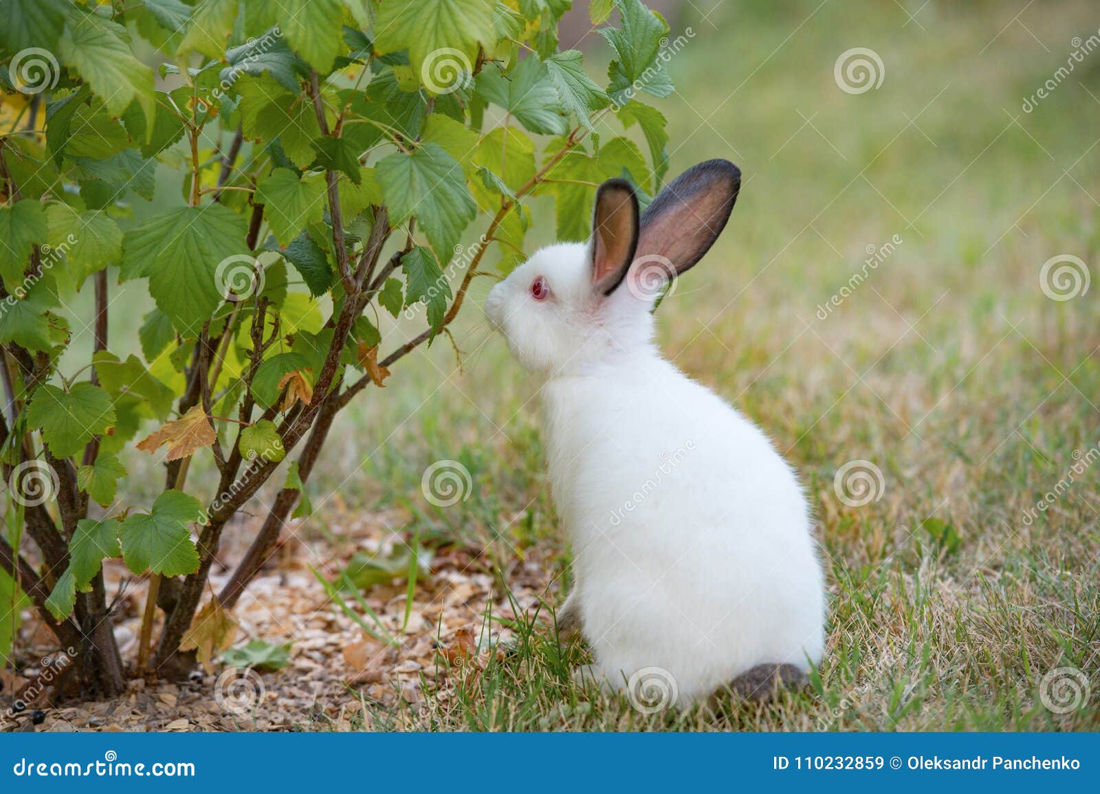 Young Little White Rabbit Checks Currant Bush with Curiosity Stock ...