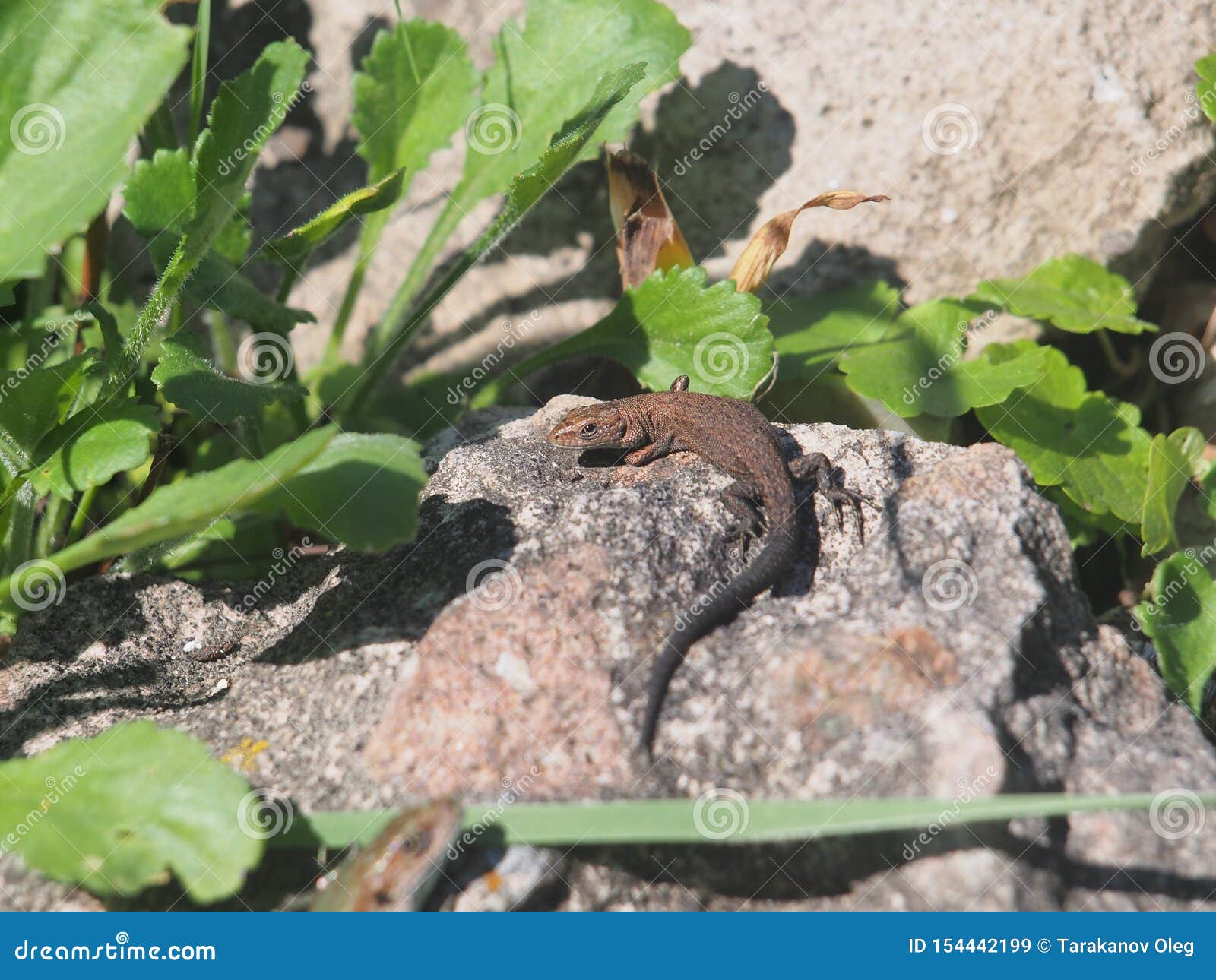 Young Lizard Basking in the Sun. Lacerta Agilis Stock Image - Image of ...