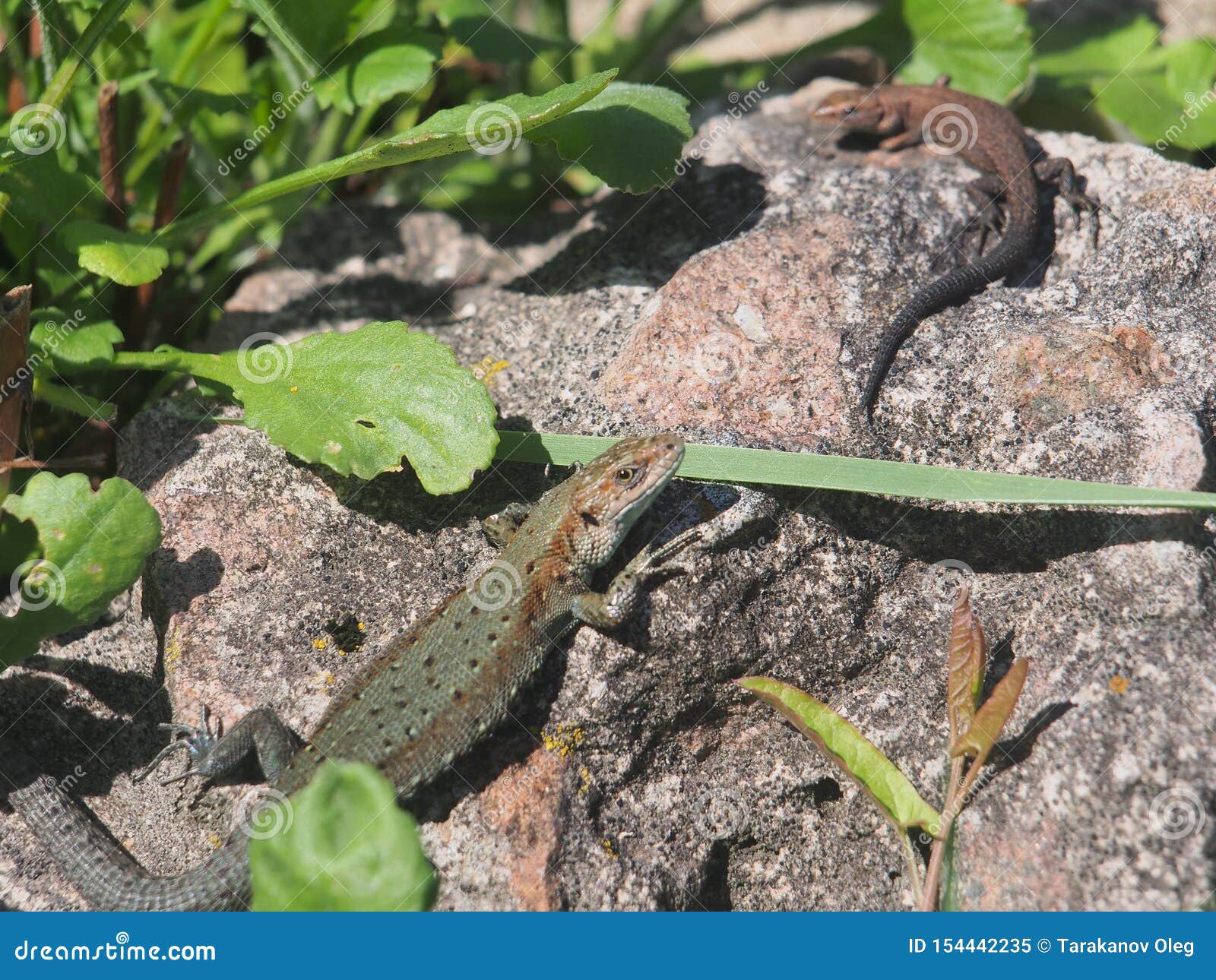 Young Lizard Basking in the Sun. Lacerta Agilis Stock Image - Image of ...