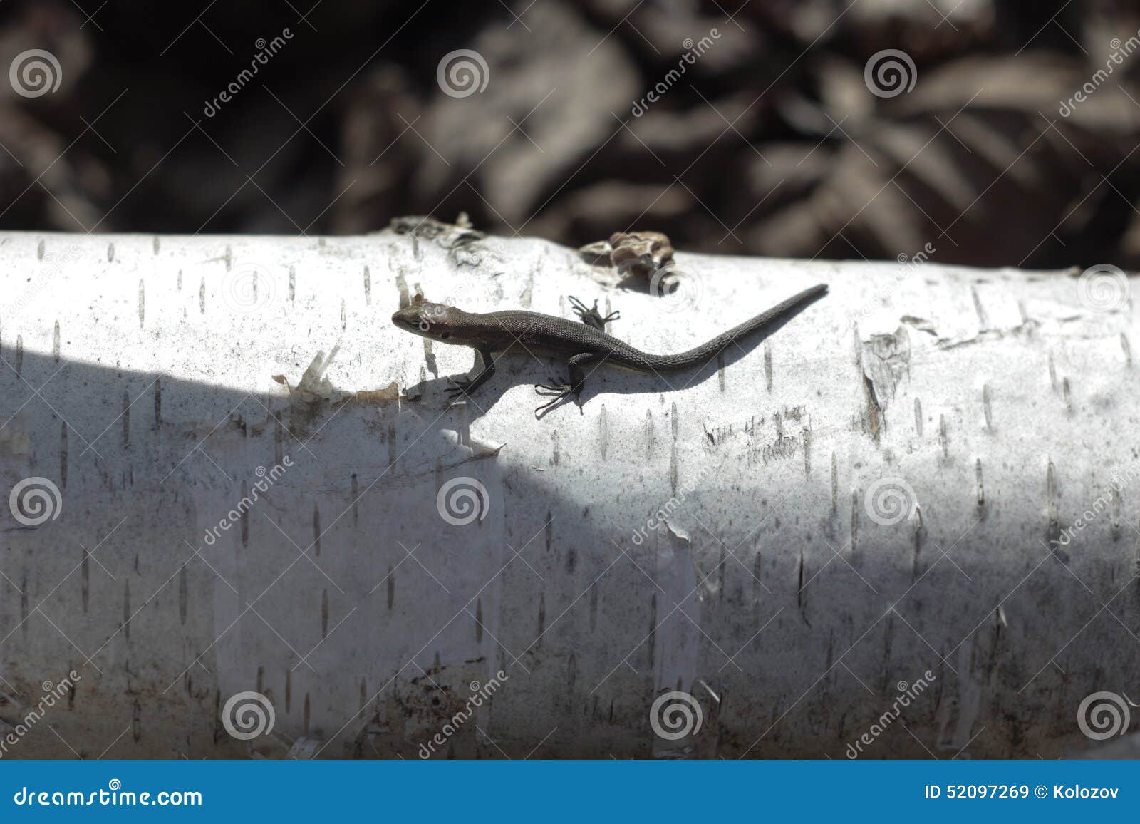 Young lizard on birch stock image. Image of young, trunk - 52097269