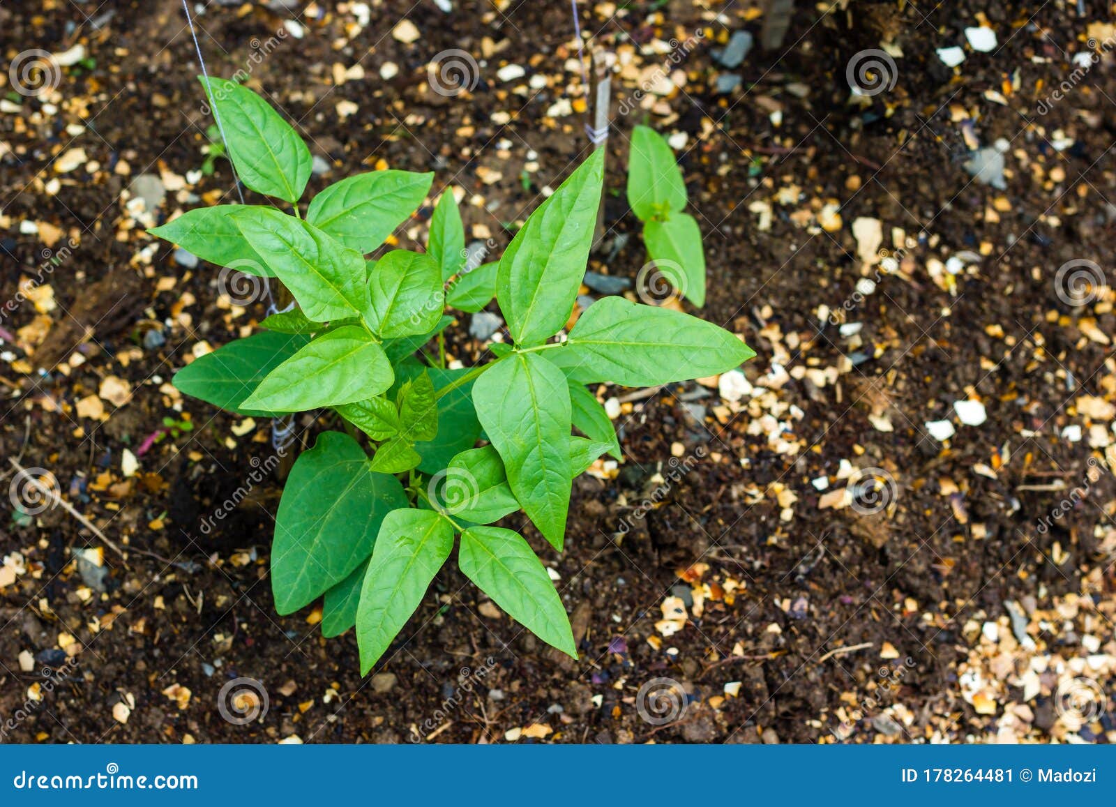 Young Long Bean Growing in Soil Stock Image - Image of nursery, crop ...