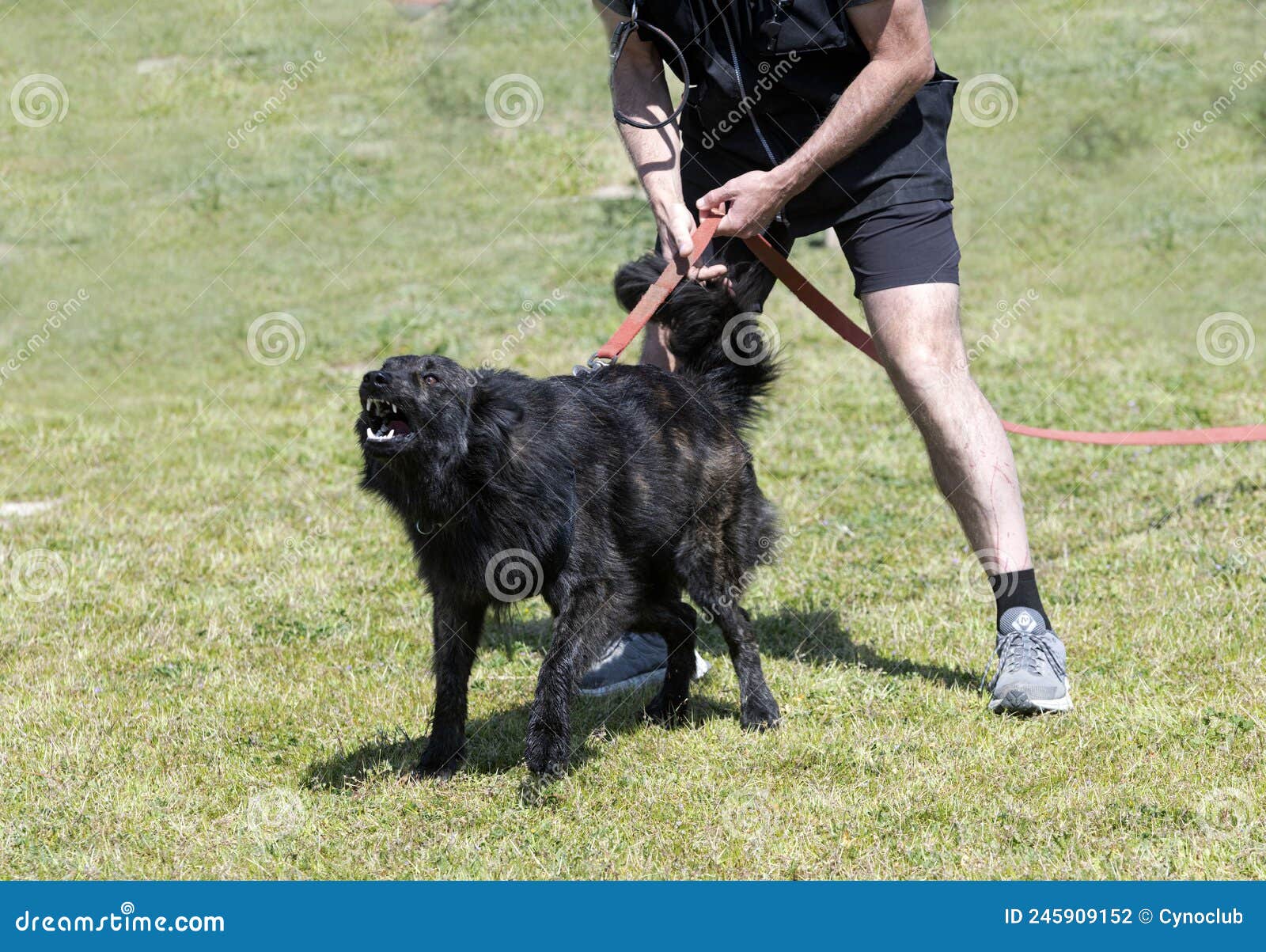 Training of Long Haired Dutch Shepherd Stock Photo - Image of barking ...