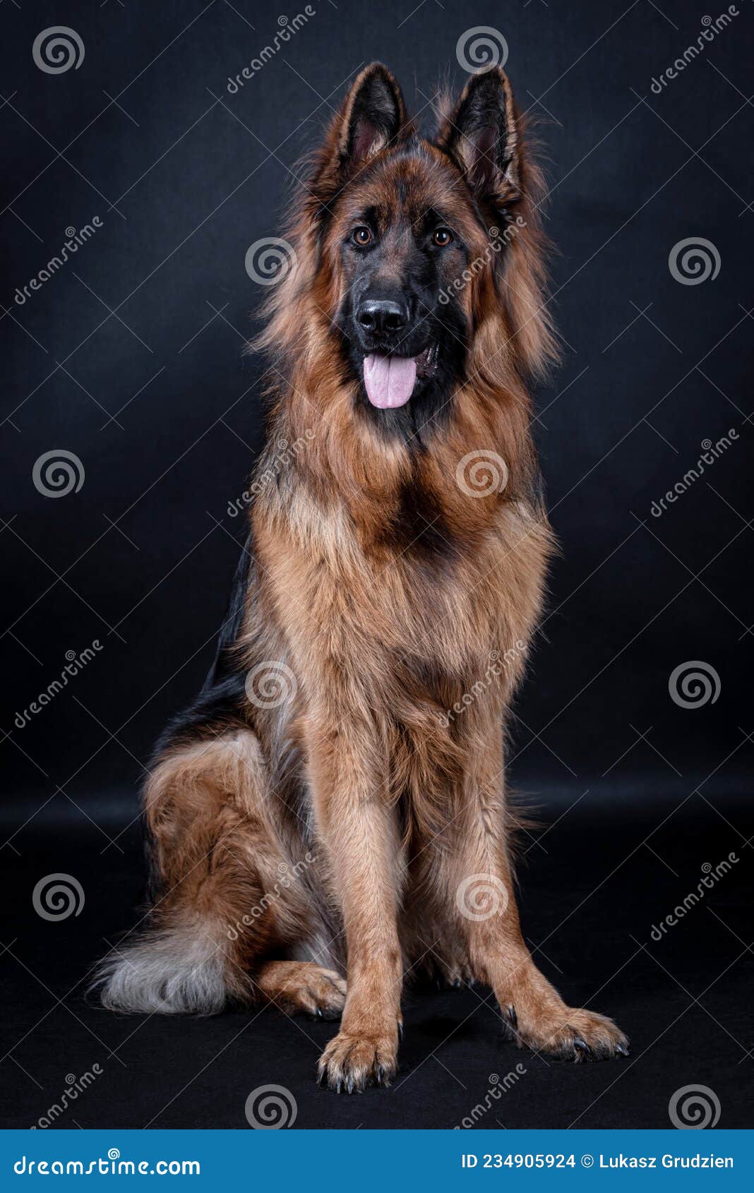 Young Long Haired German Shepherd Dog Stock Photo - Image of beautiful ...