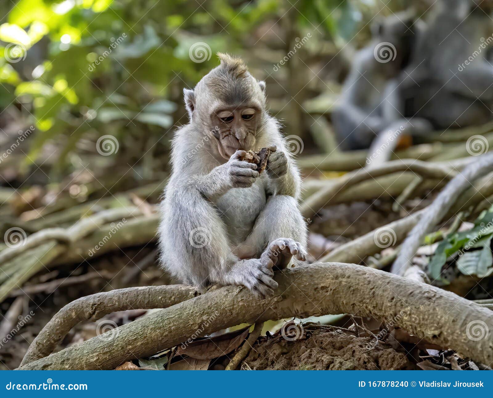 The Young Long-tailed Macaque, Macaca Fascicularis, Eats a Small Piece ...
