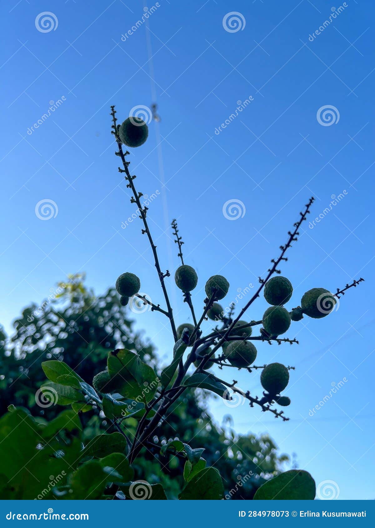 Young Longan Fruit Still Hanging from the Tree Against the Background ...
