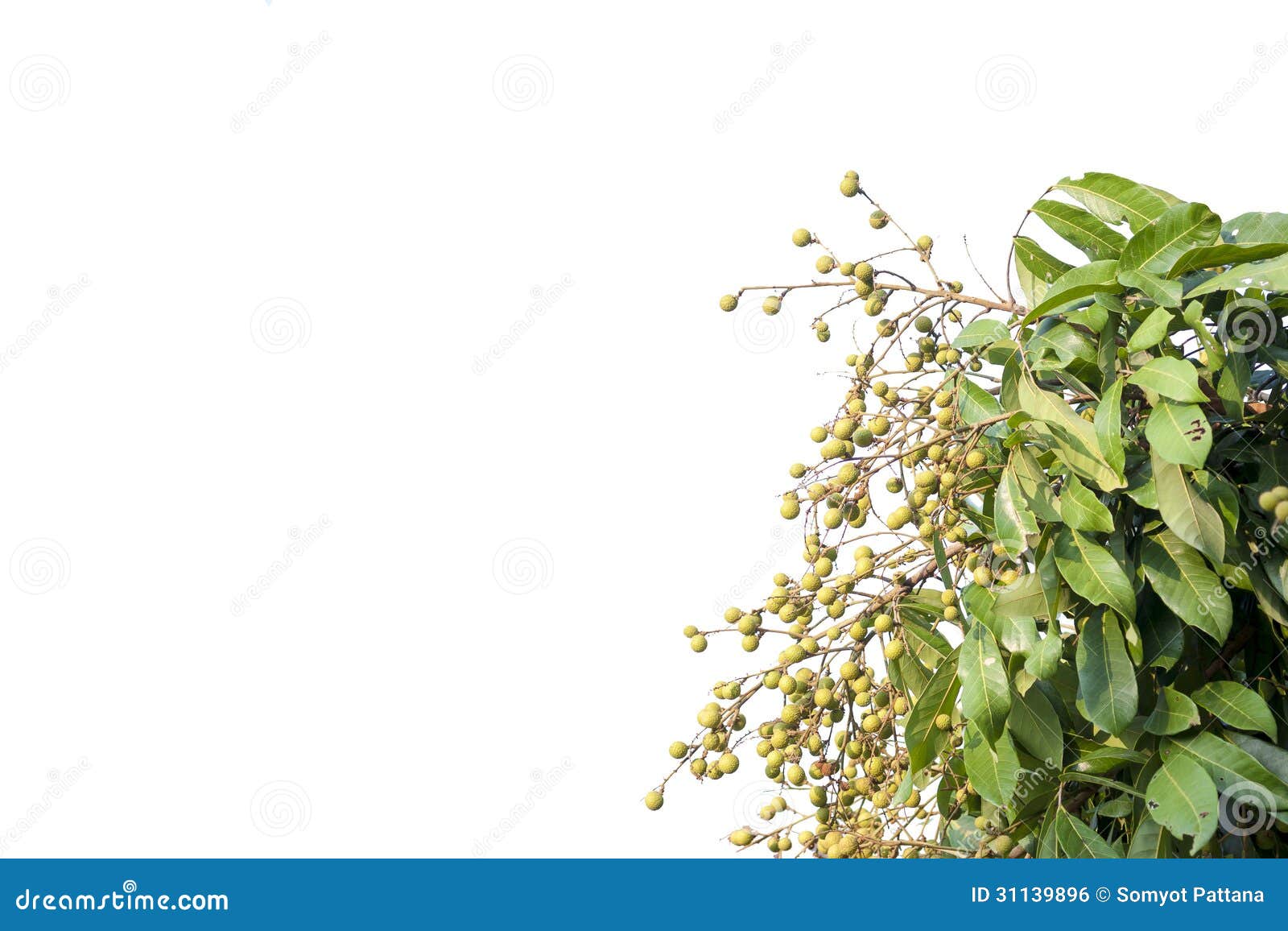 Young longon stock photo. Image of leaves, longan, agriculture - 31139896