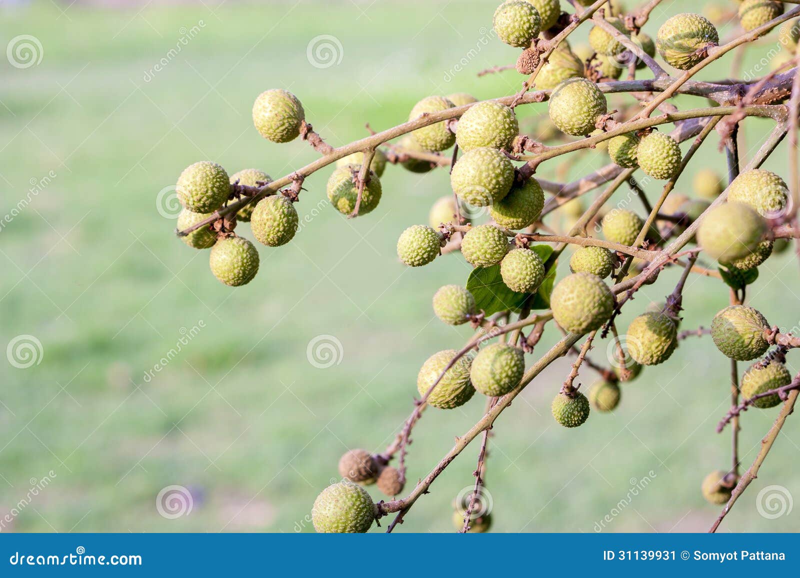 Young longon stock image. Image of health, closeup, nature - 31139931