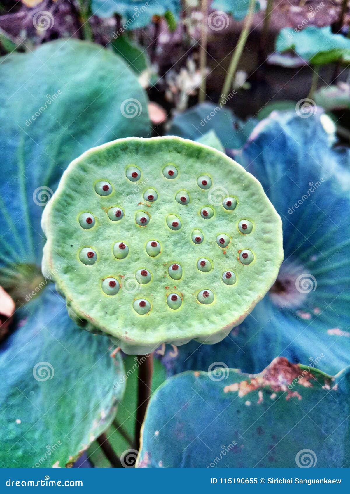 Young lotus fruit stock image. Image of fruits, fresh - 115190655