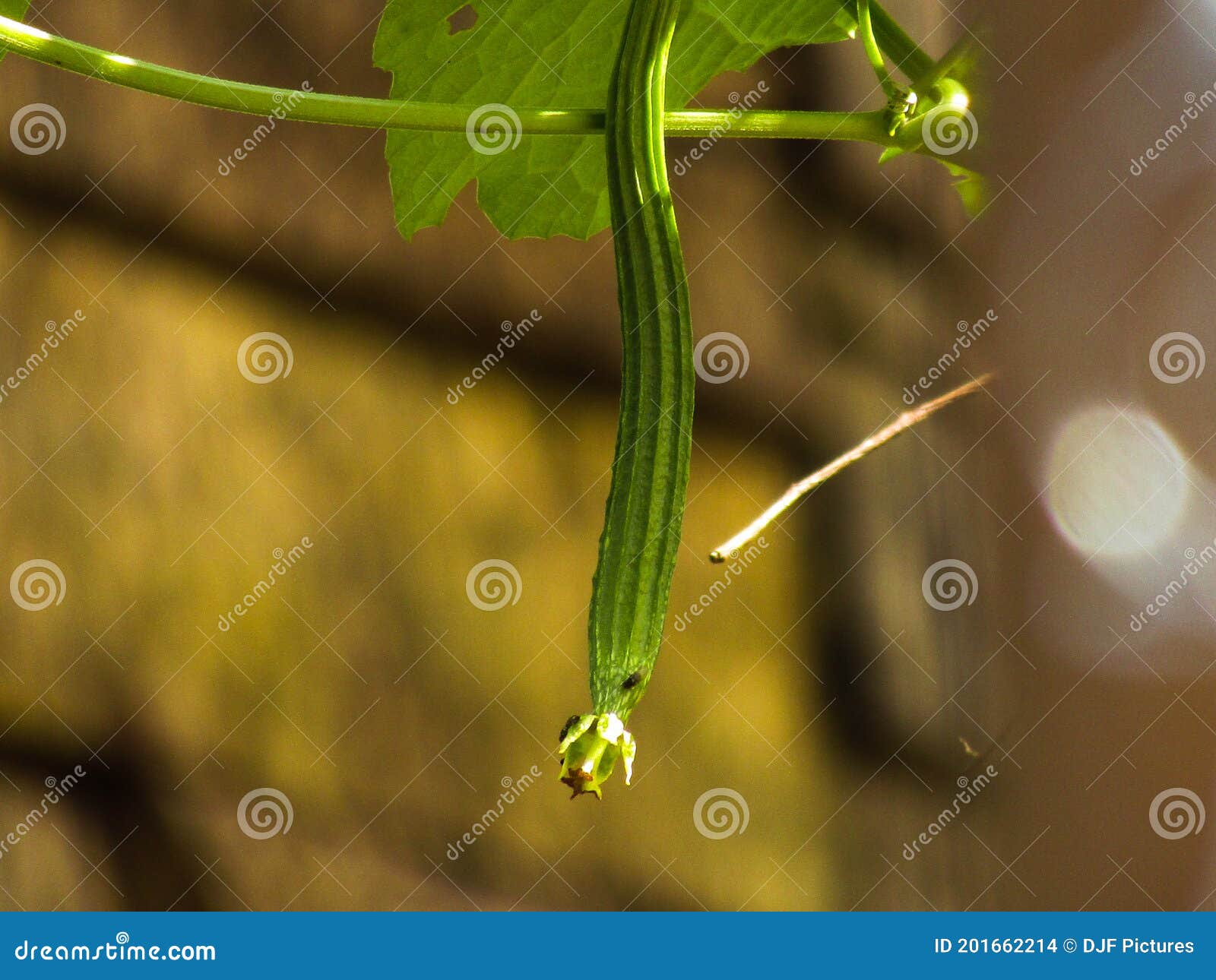A young Luffa vegetable stock photo. Image of leaf, grass - 201662214