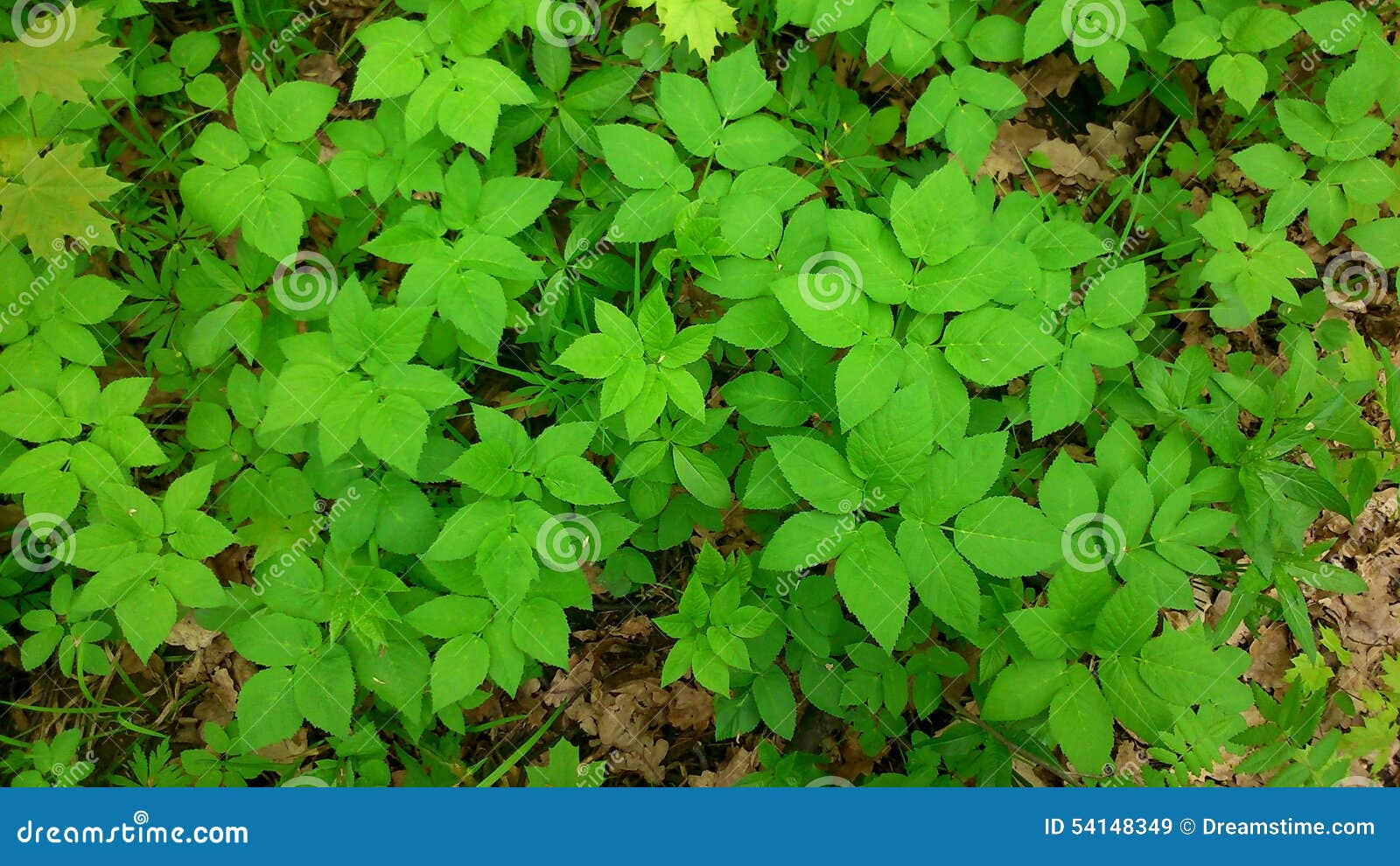 Young lush foliage stock image. Image of lush, nature - 54148349