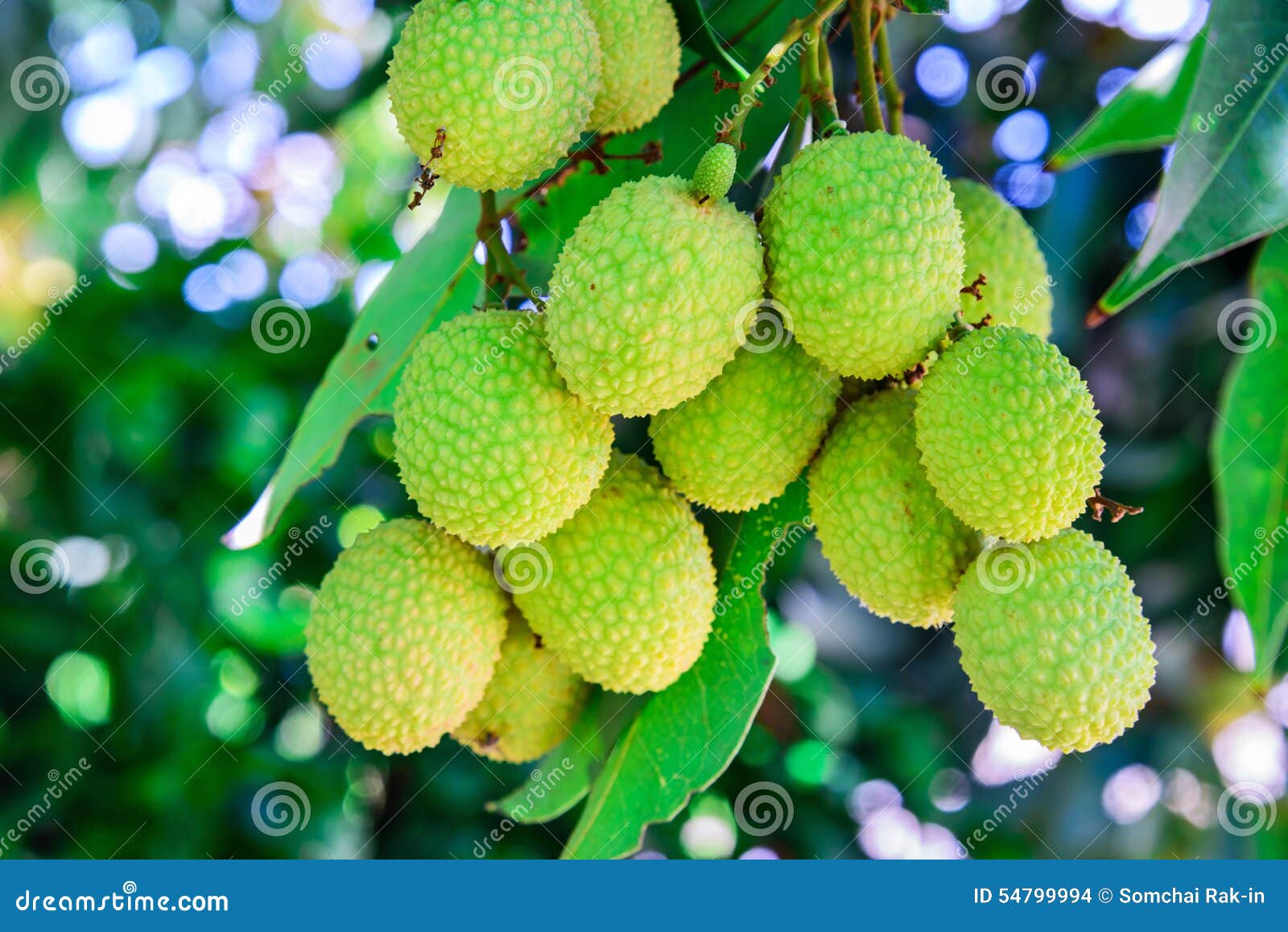 Young Lychee Fruit on the Tree. Stock Photo - Image of leechee, chinese ...