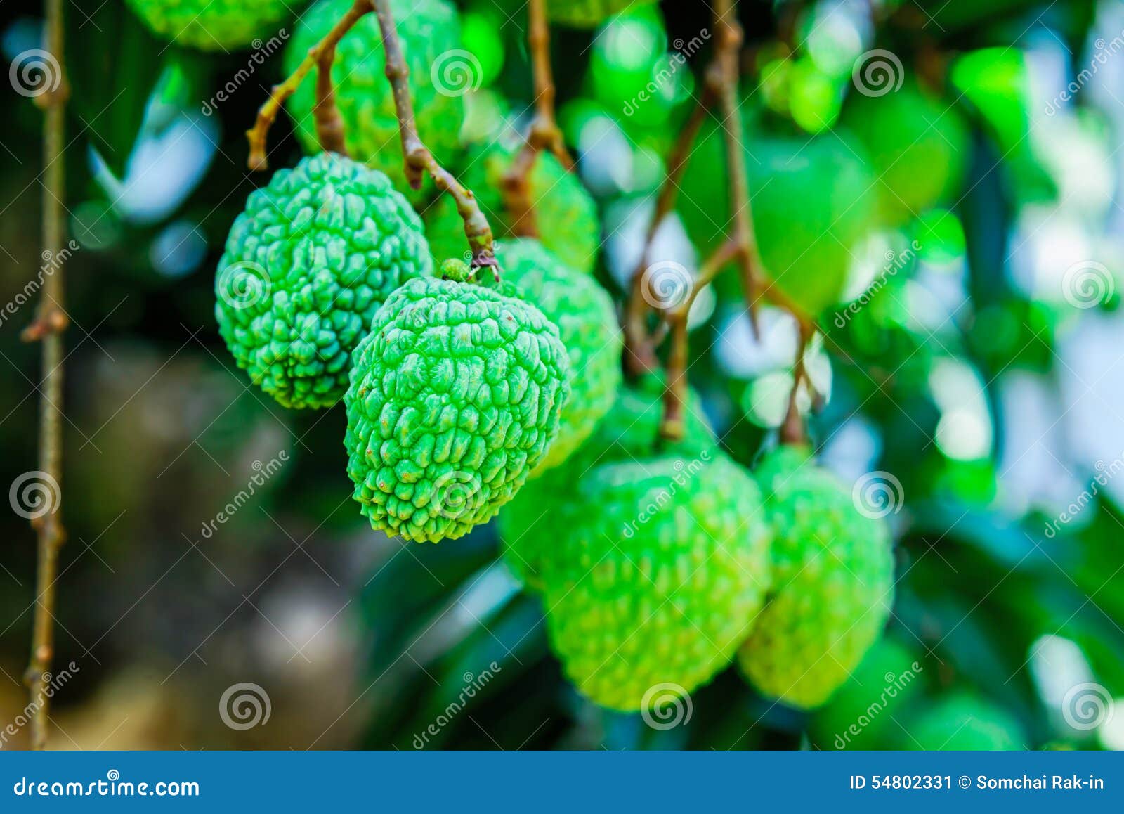 Young Lychee Fruit on the Tree, Asia Fruit. Stock Image - Image of ...