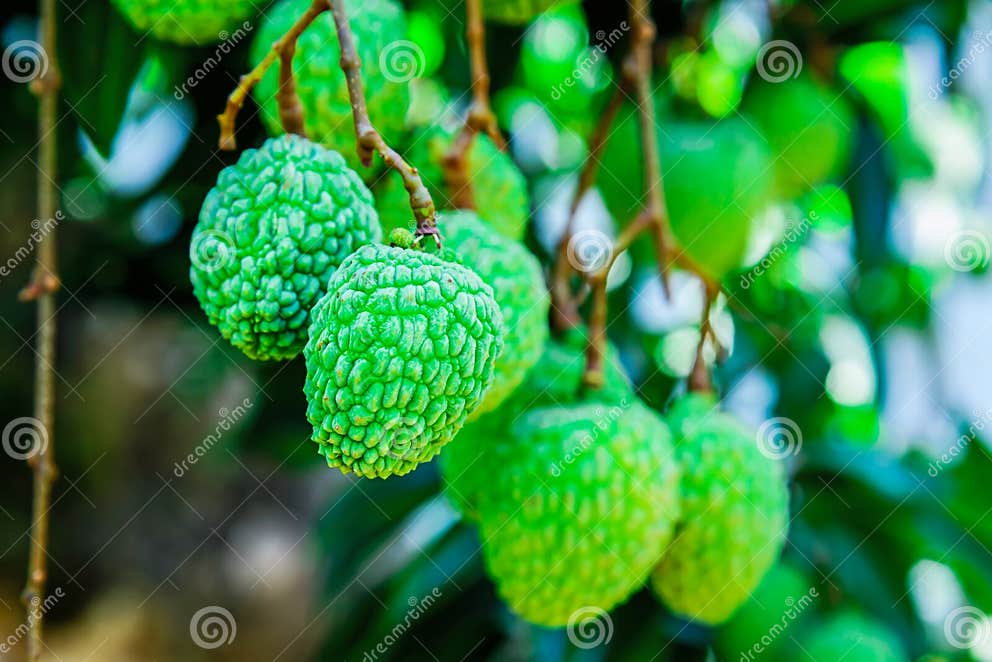Young Lychee Fruit on the Tree, Asia Fruit. Stock Image - Image of ...