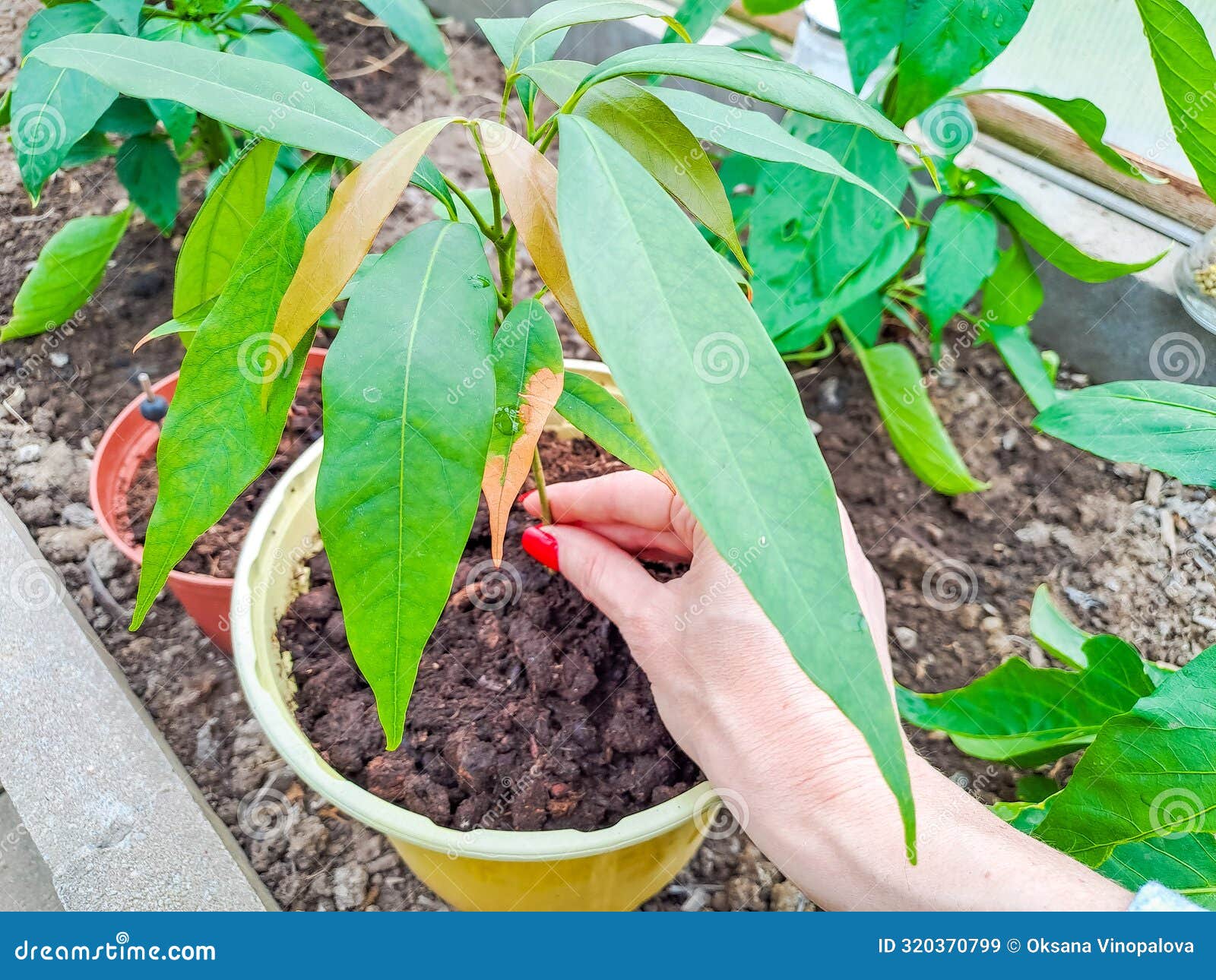 Young Lychee Tree Growing Up. Young Lychee Tree Grows in Pot. Gardening ...