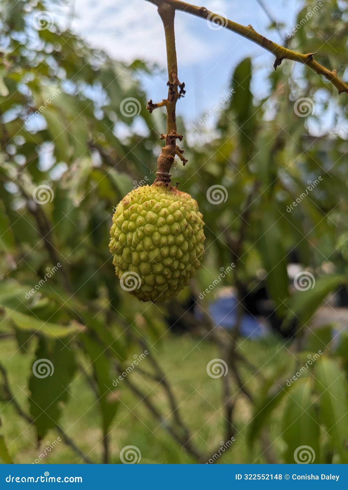 Young Lychee stock photo. Image of garden, travel, logan - 322552148