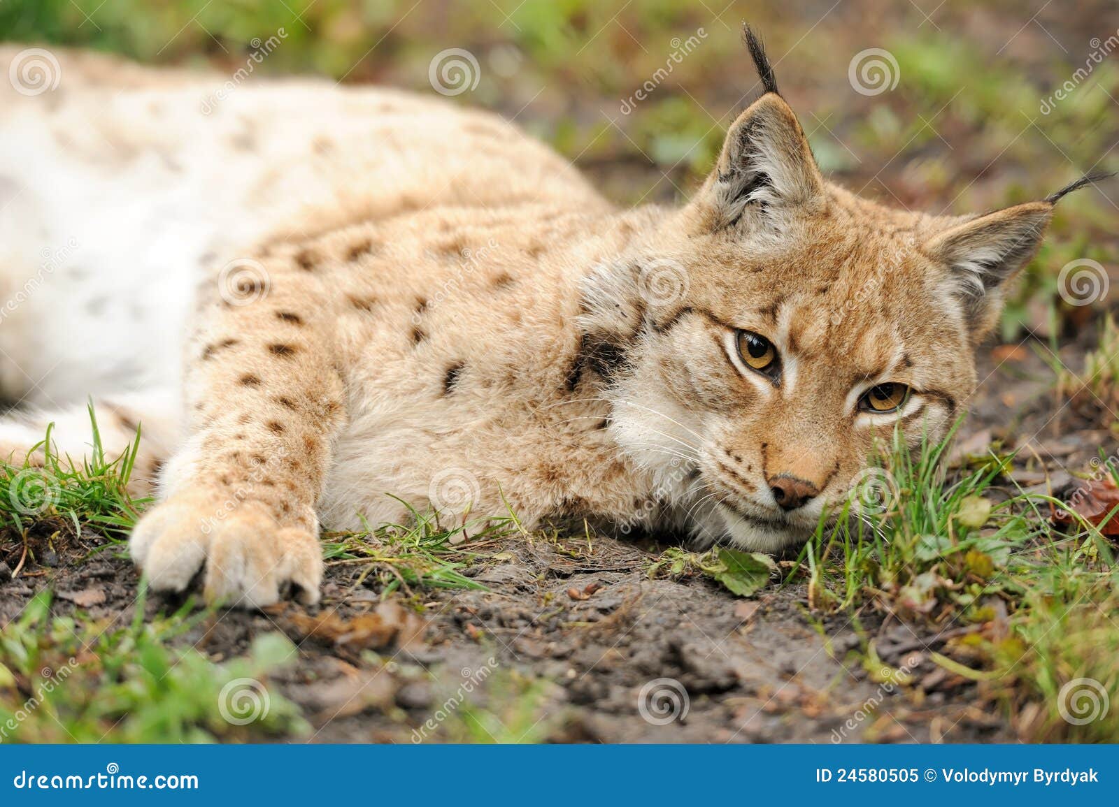 Young lynx stock image. Image of lynx, stare, intense - 24580505