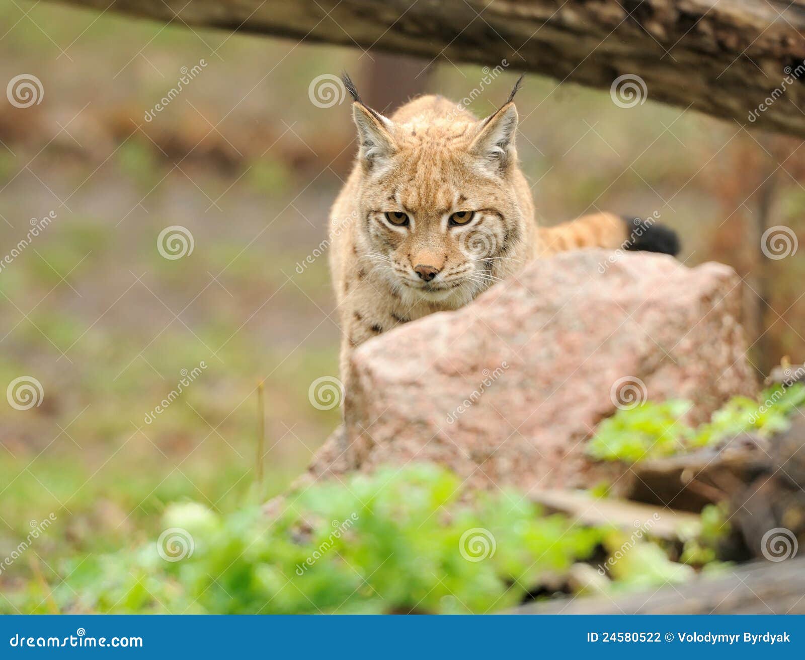 Young lynx stock photo. Image of sits, nature, cautiously - 24580522