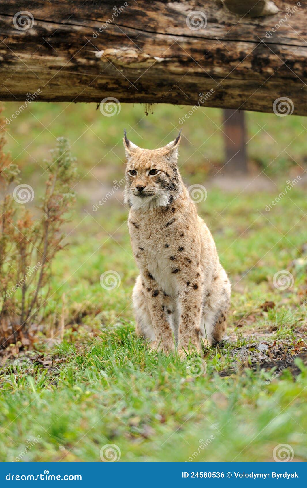Young lynx stock photo. Image of captivated, carnivore - 24580536