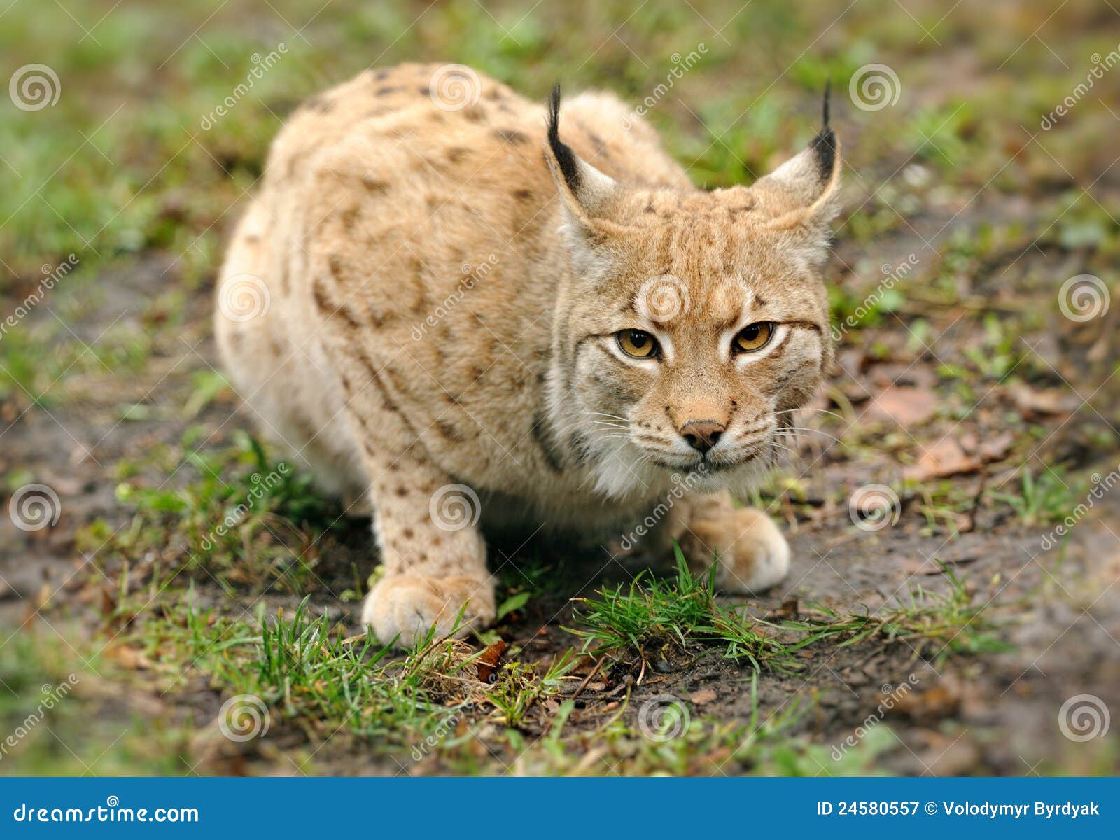 Young lynx stock image. Image of grass, watchful, meadow - 24580557