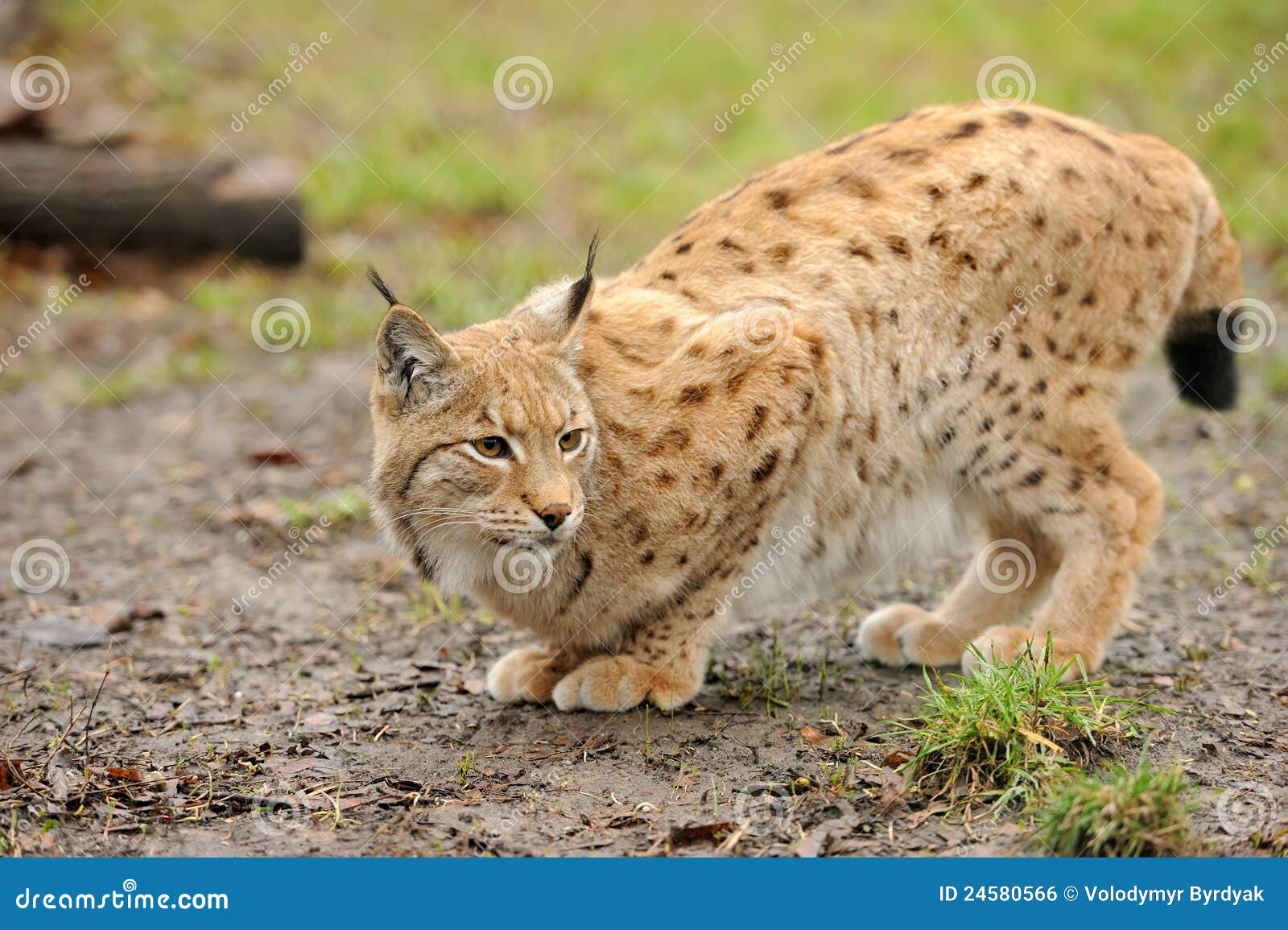 Young lynx stock photo. Image of close, hunter, wild - 24580566