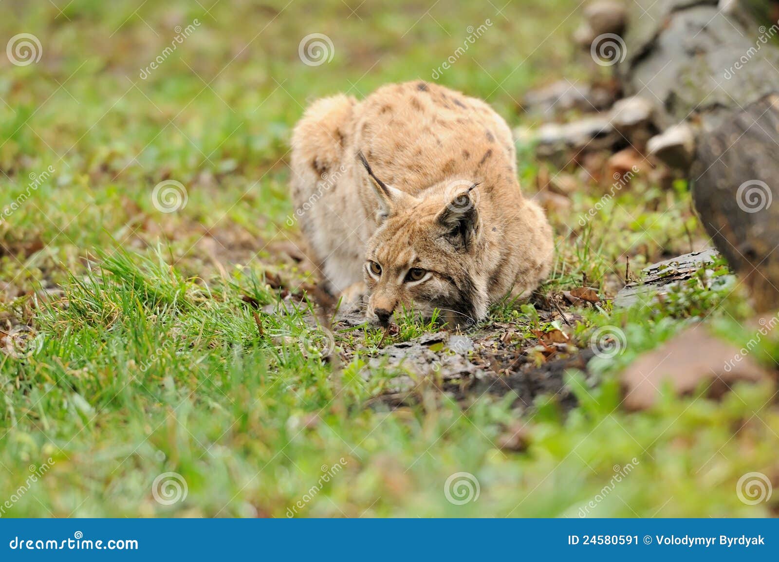 Young lynx stock image. Image of carnivore, lynx, nature - 24580591