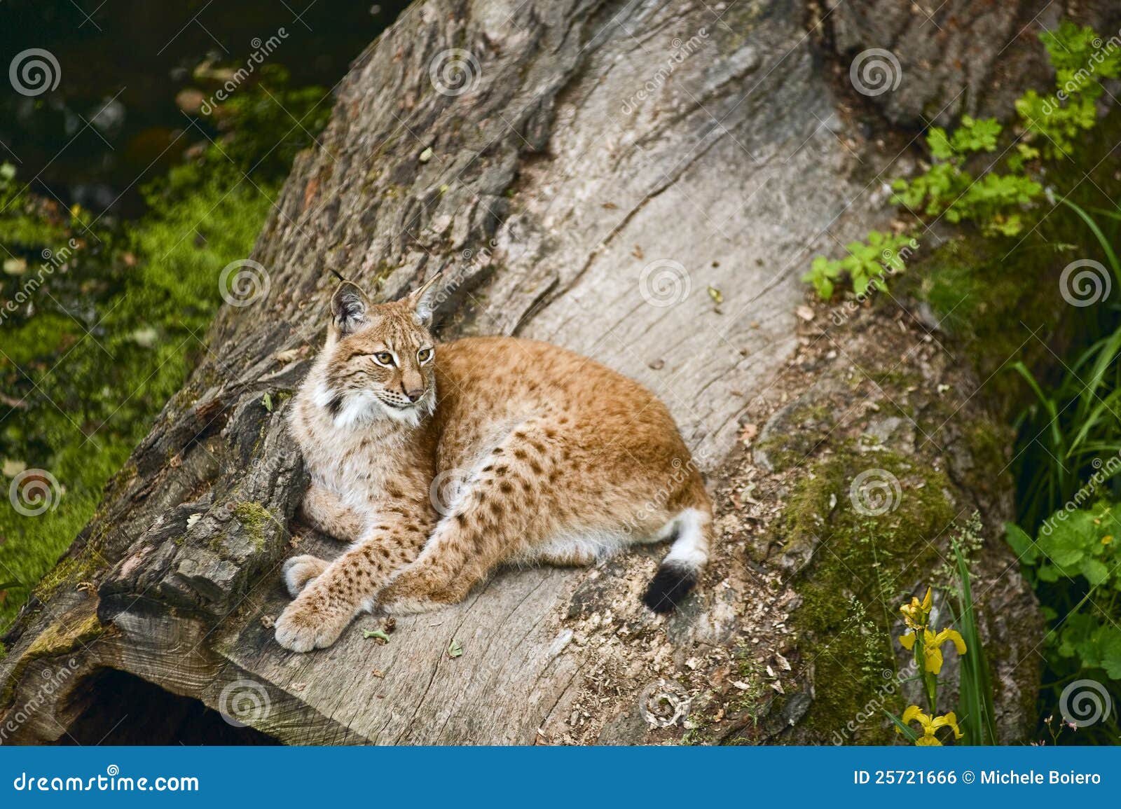 Young lynx stock photo. Image of outdoor, natural, look - 25721666