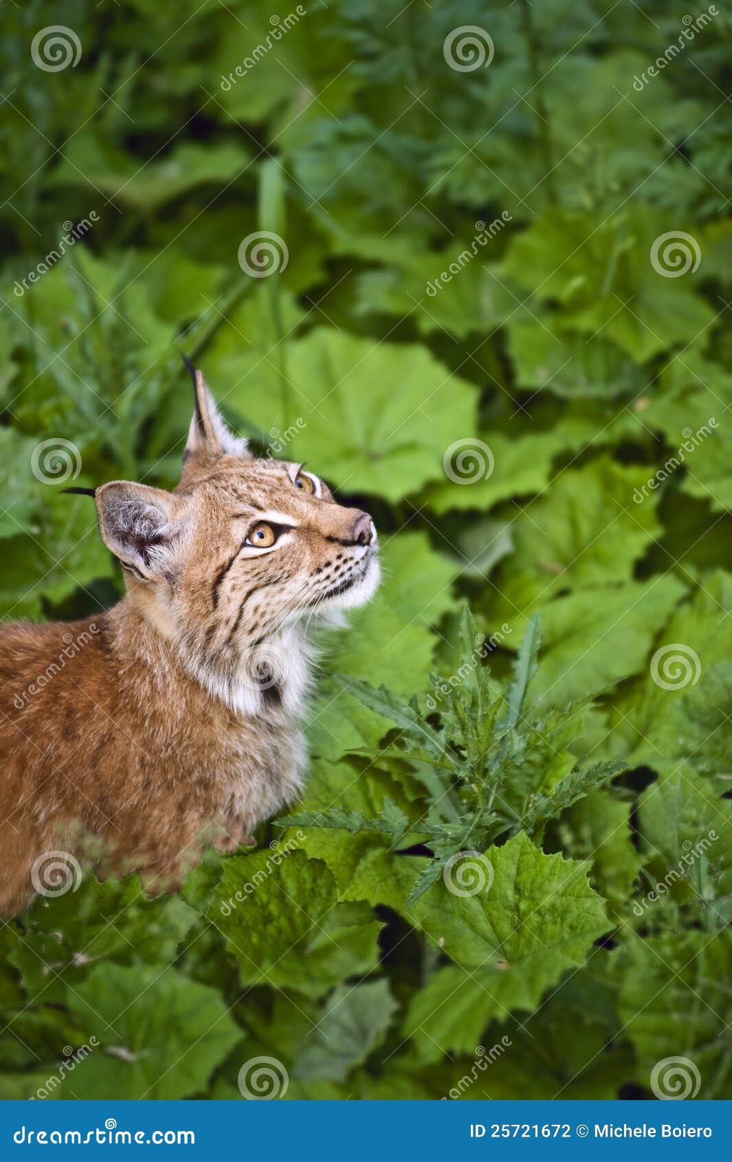 Young lynx stock photo. Image of roar, protection, feline - 25721672