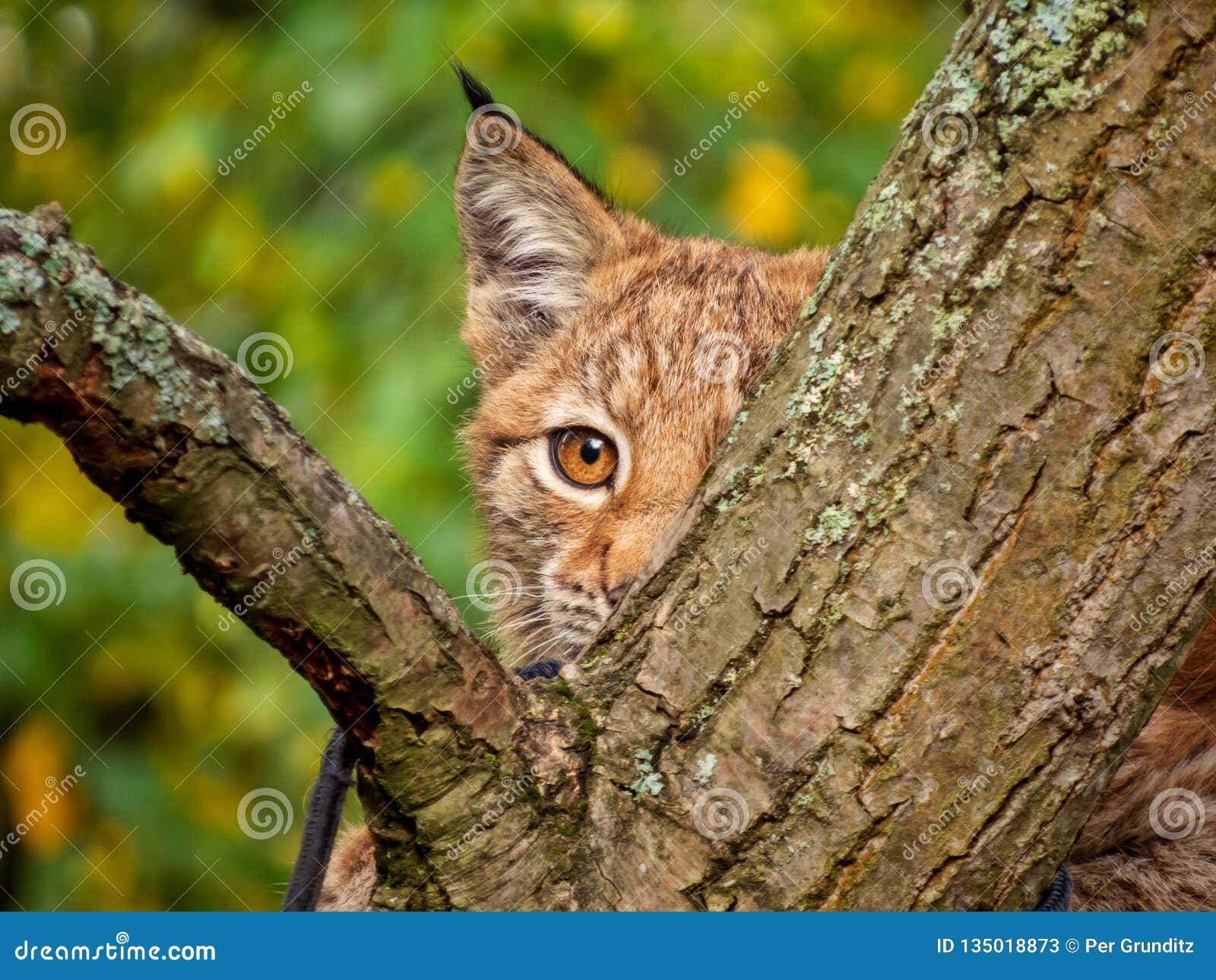 Young lynx behind a tree stock image. Image of tree - 135018873