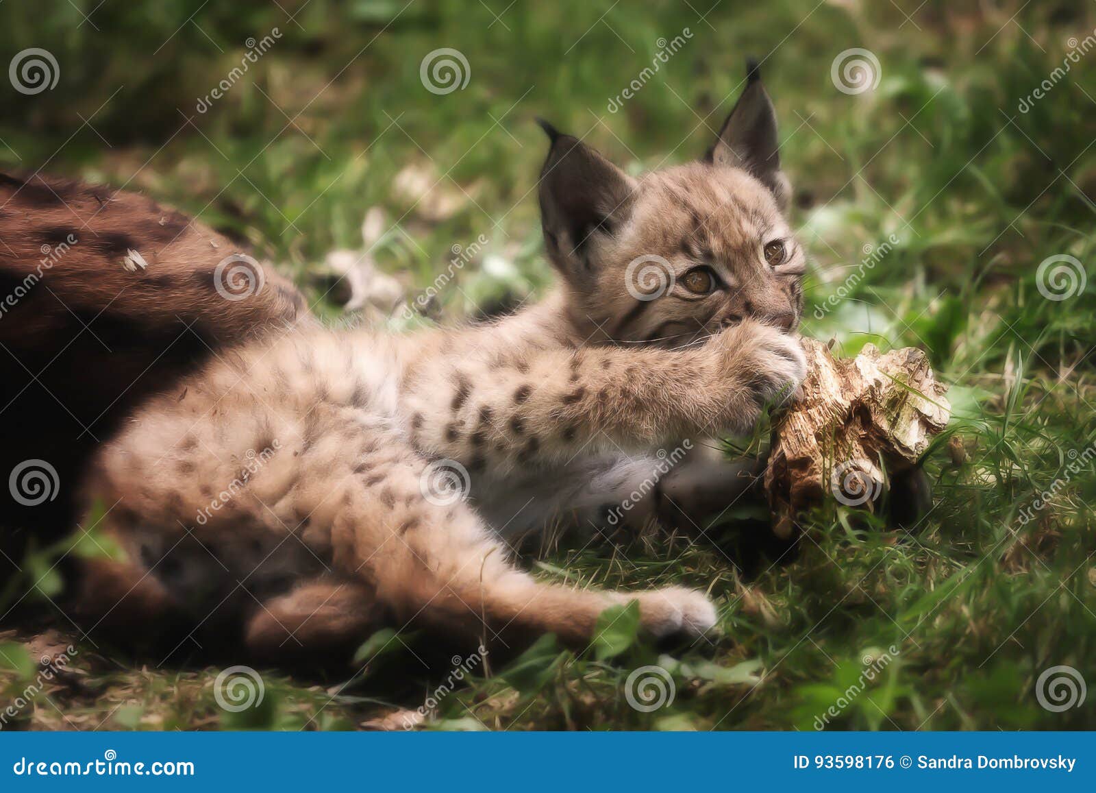 Young Bobcat Stock Photos - Download 1,330 Royalty Free Photos