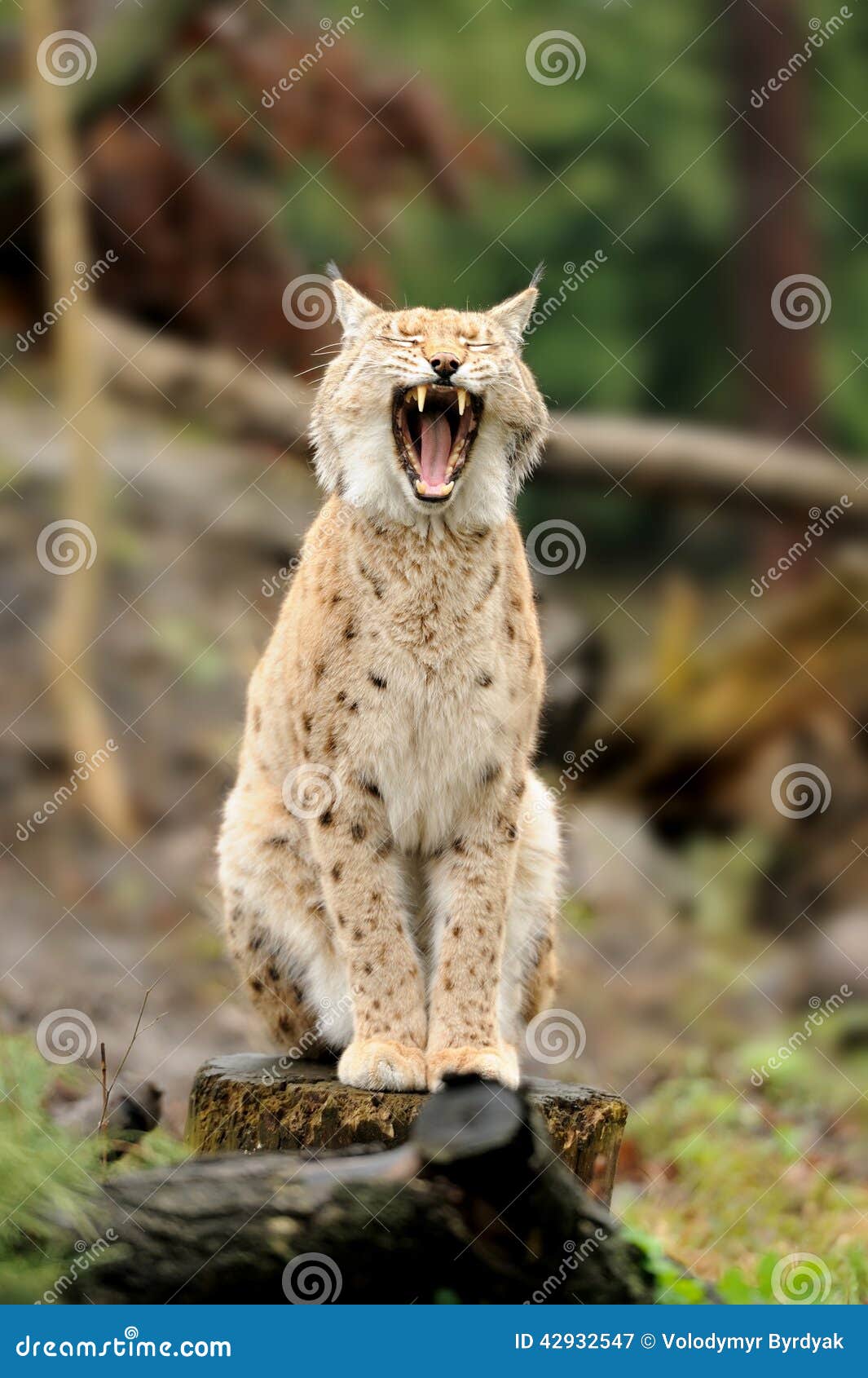 Young lynx stock image. Image of roar, meadow, look, side - 42932547