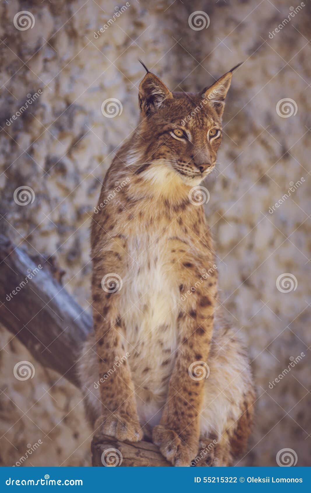 A Lynx Is Waiting Tensely In The Forest Royalty-Free Stock Image ...