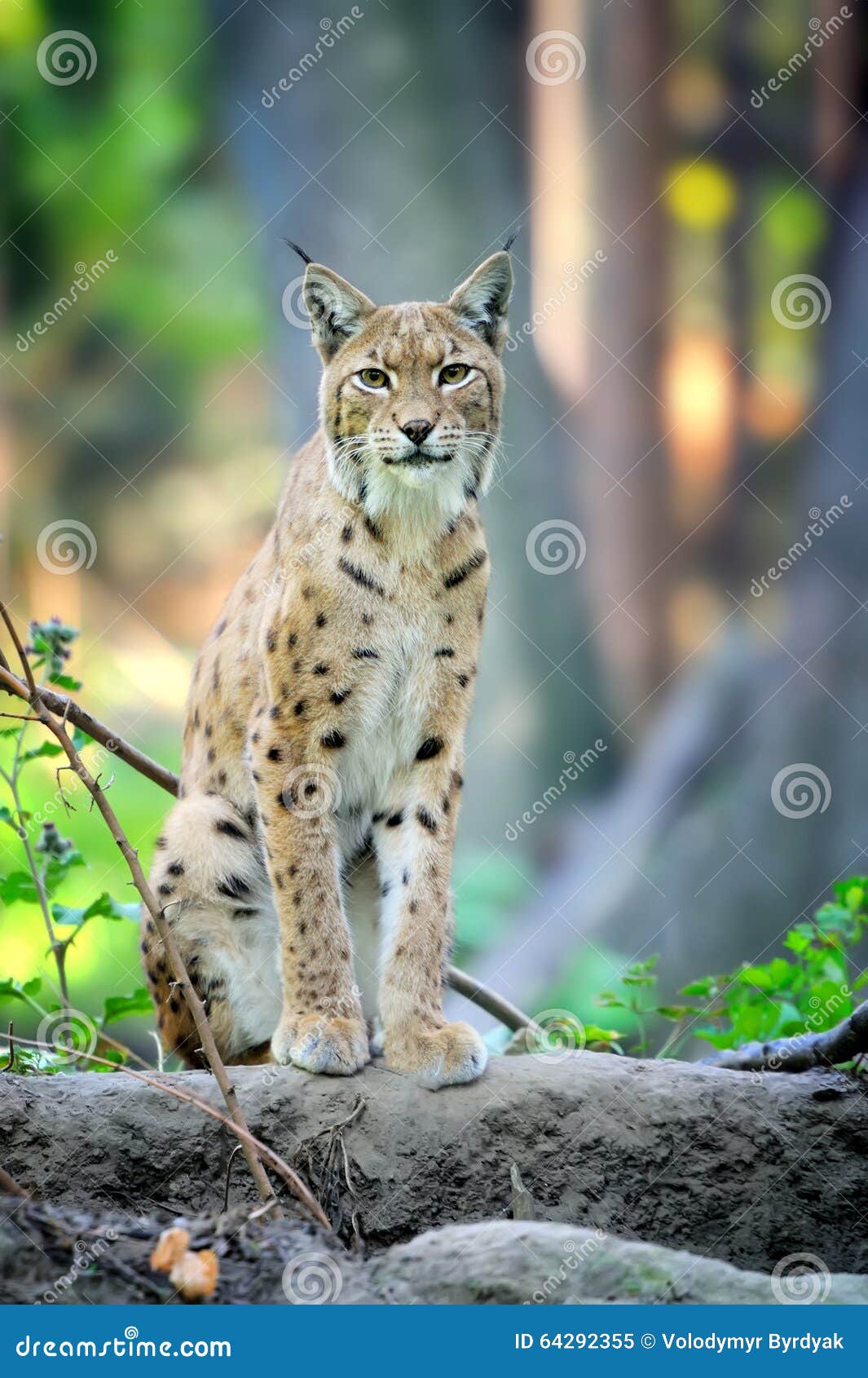 Young Lynx in spring time stock image. Image of animal - 64292355