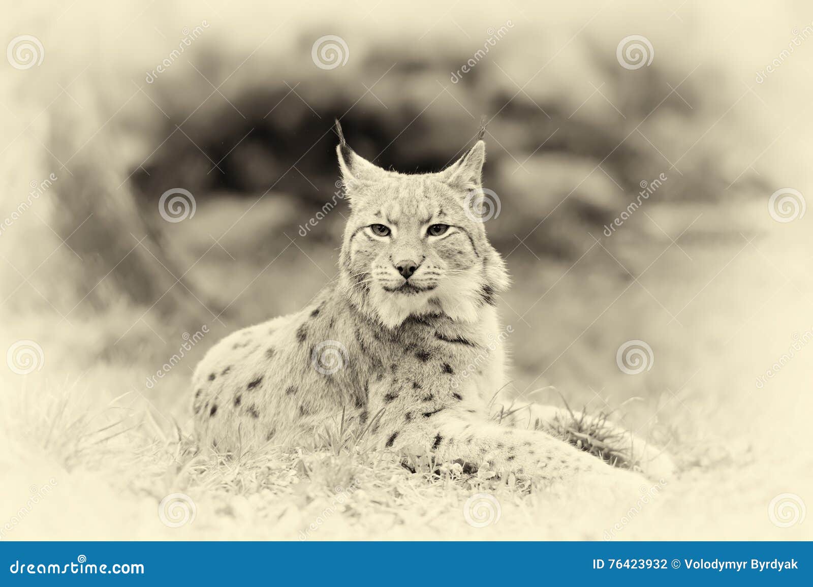 Young lynx. Vintage effect stock photo. Image of side - 76423932