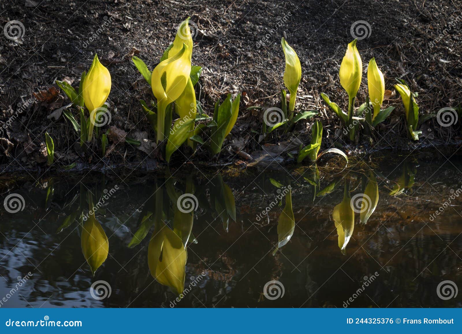 Lysichiton Americanus, Also Called Western Skunk Cabbage, Yellow Skunk ...