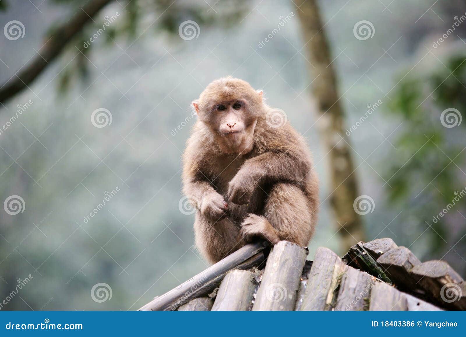 Young macaca mulatta stock photo. Image of look, young - 18403386