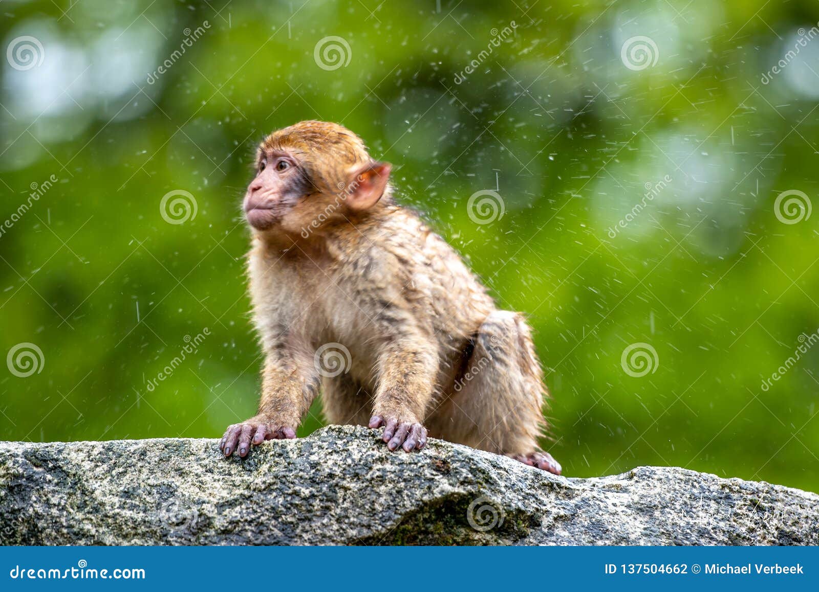 Young Macaca Sylvanus Monkey Dancing Stock Photo - Image of feeding ...