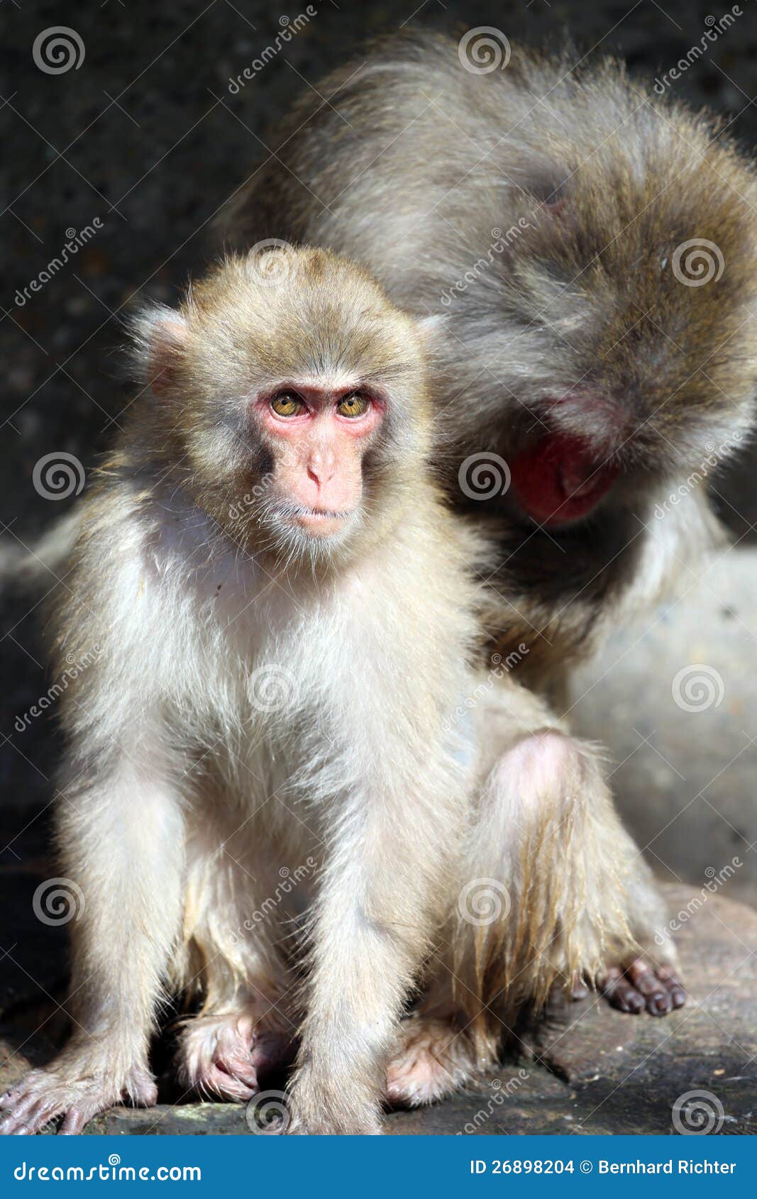 Young Macaque stock photo. Image of determination, macaque - 26898204