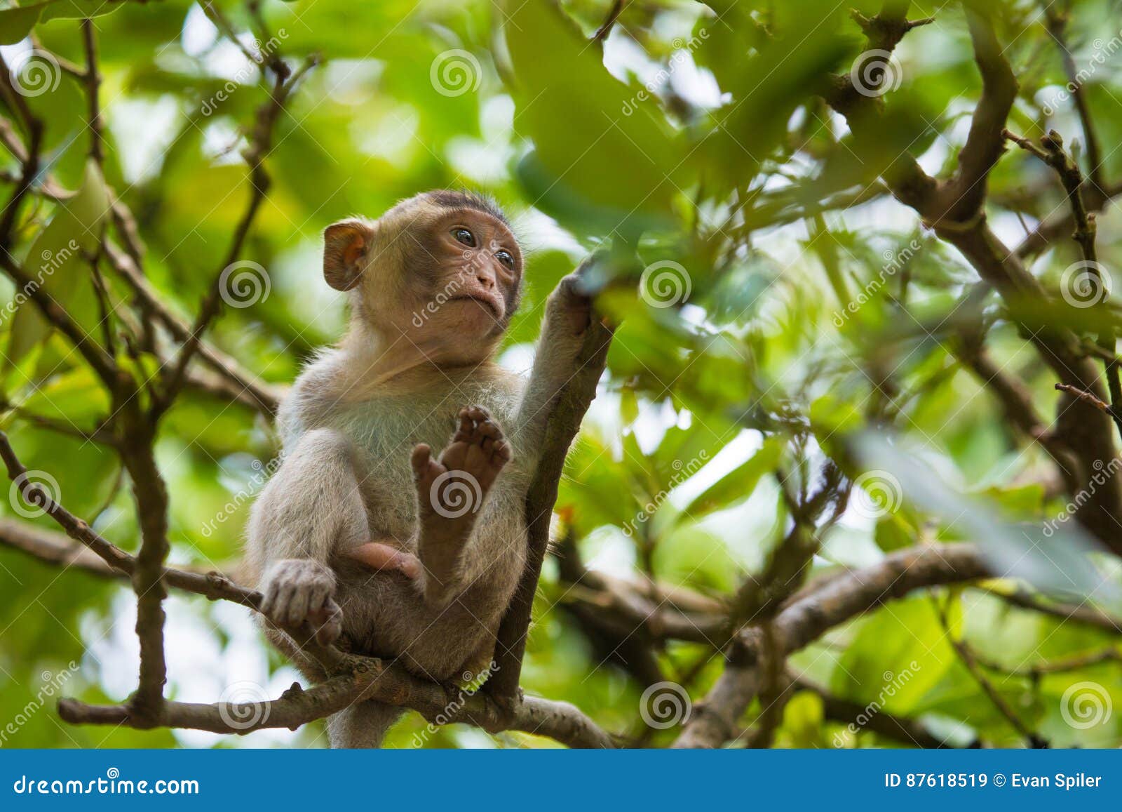 Young Macaque Monkey on Branch Stock Image - Image of exotic, sitting ...